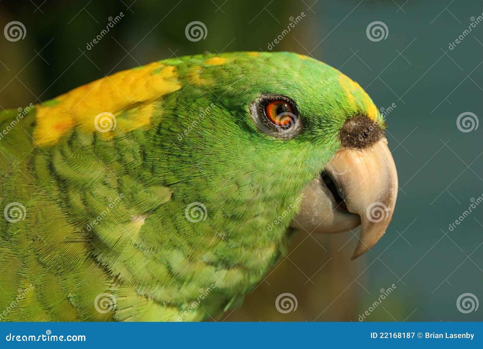 Yellow-naped Parrot stock image. Image of endangered - 22168187