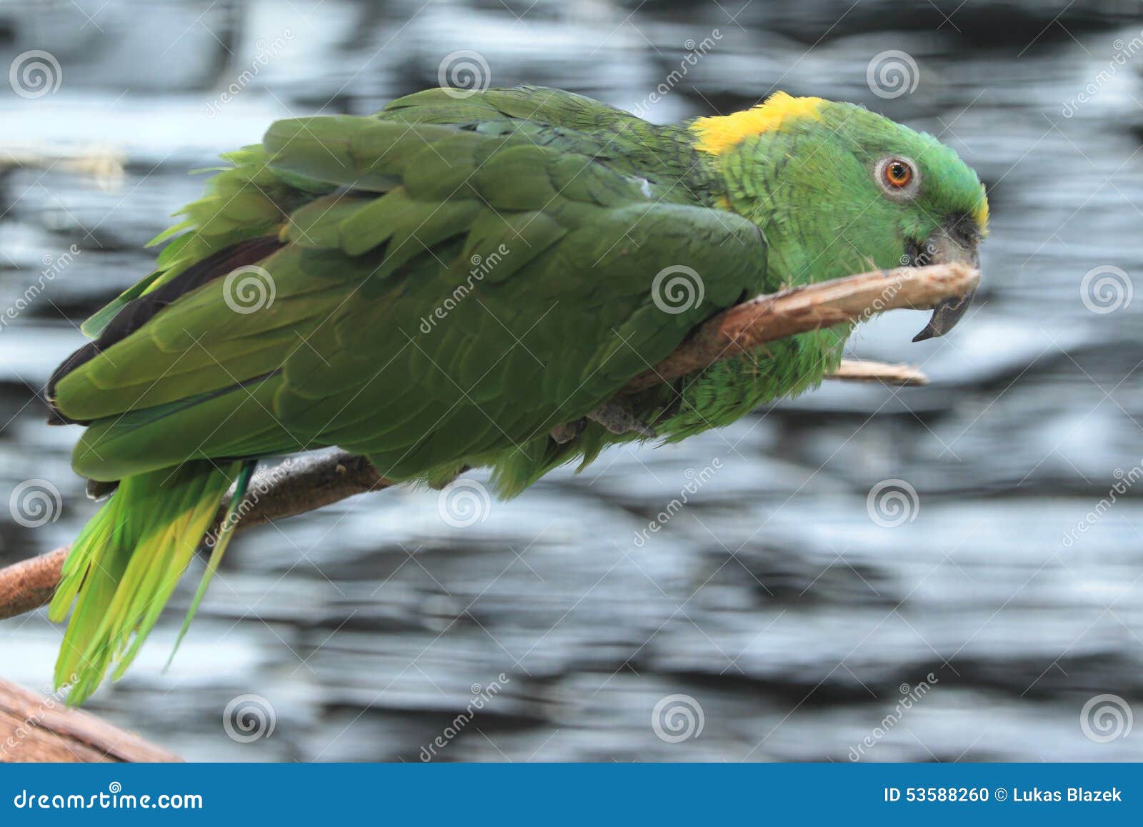 Yellow-naped parrot stock photo. Image of nature, amazona - 53588260