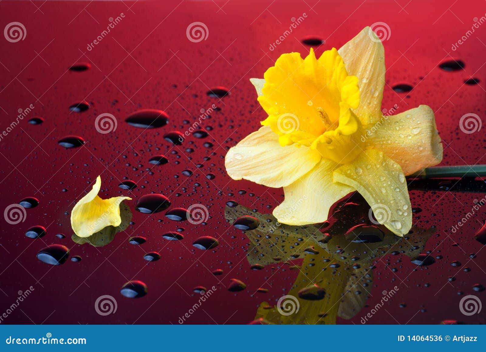 Yellow Narcissus on Red Background Stock Photo - Image of black ...