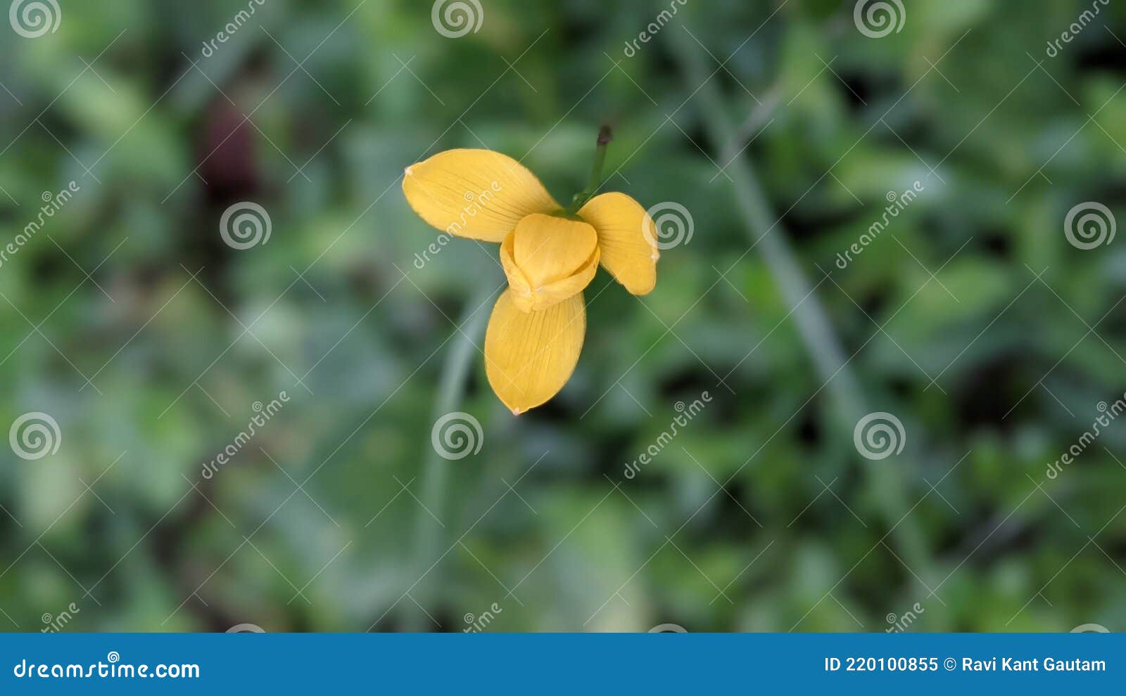 Yellow Nargis plant flower stock image. Image of plant - 220100855