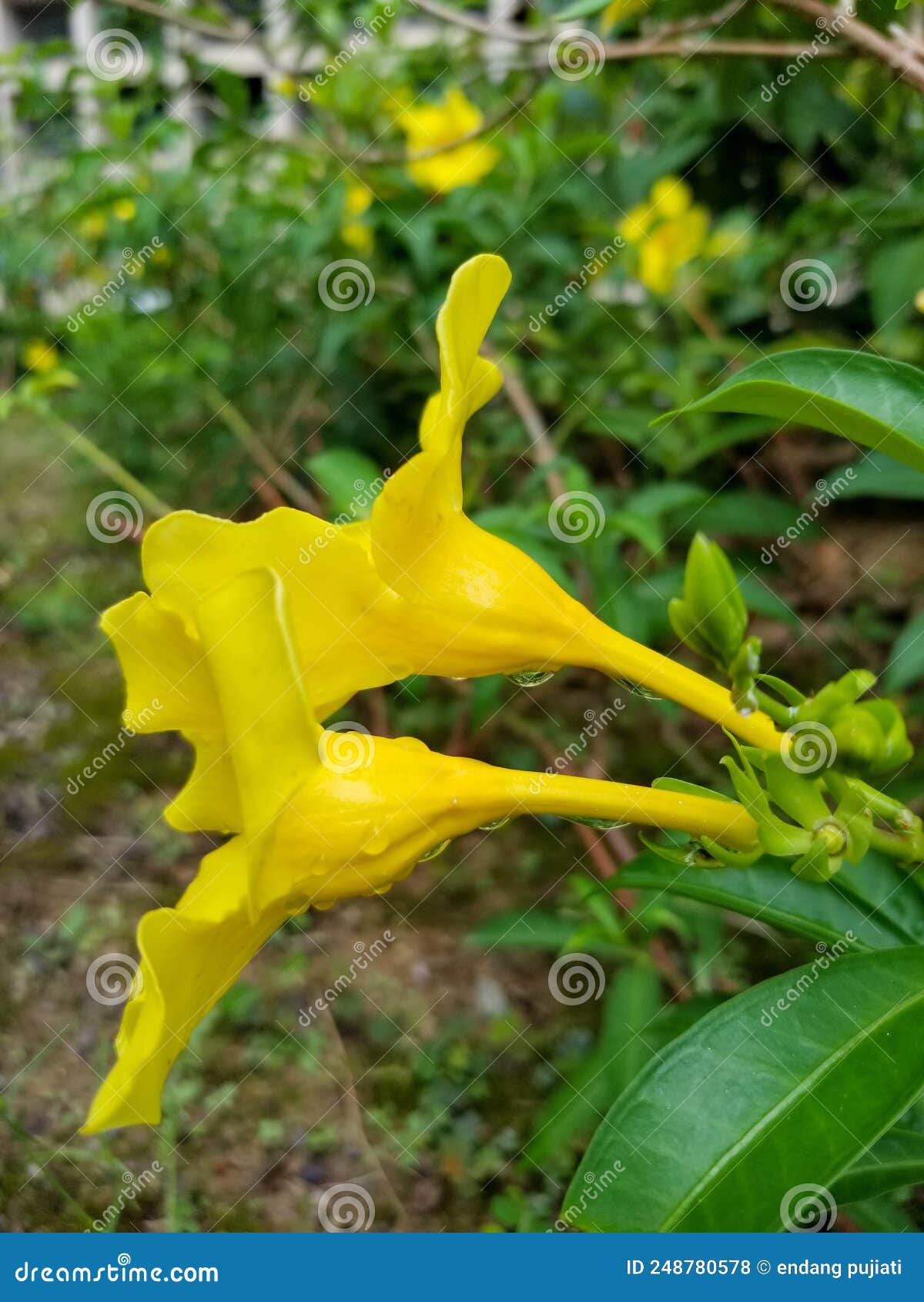 The Yellow Natural Flower that Grows in the Garden Stock Photo - Image ...