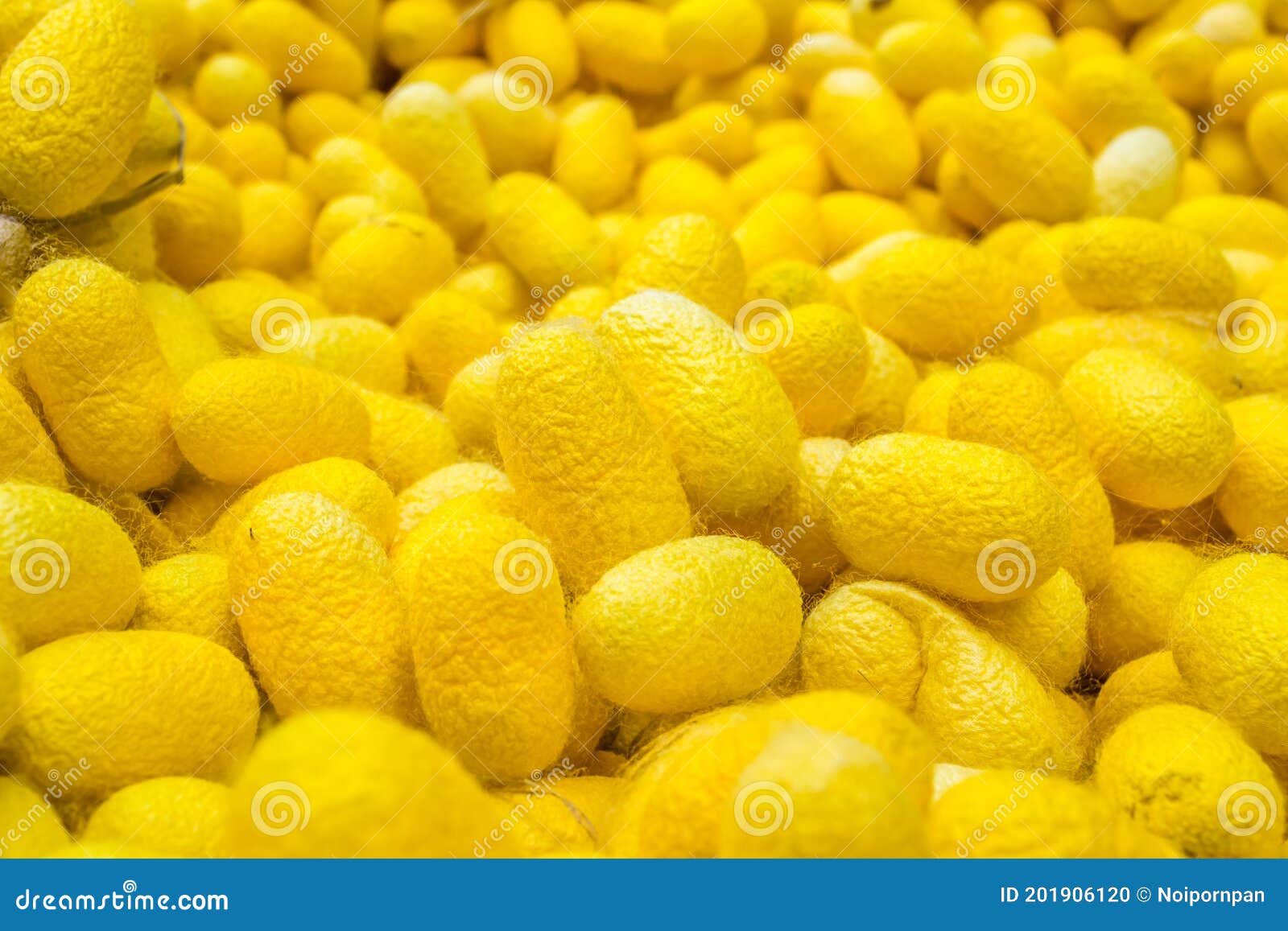 Two Cocoons One Smooth, One With Texture - Woolly Bear Caterpillar ...