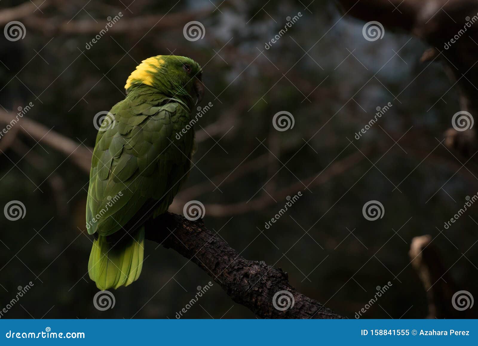 Yellow Necked Amazon in the Dark Stock Image - Image of feathers ...