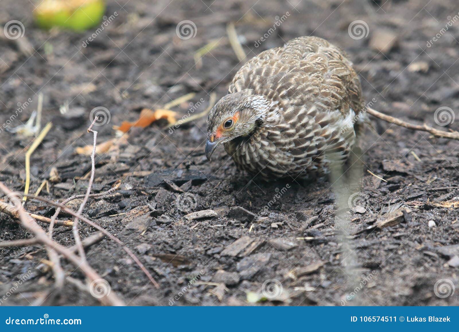 Yellow-necked francolin stock image. Image of necked - 106574511