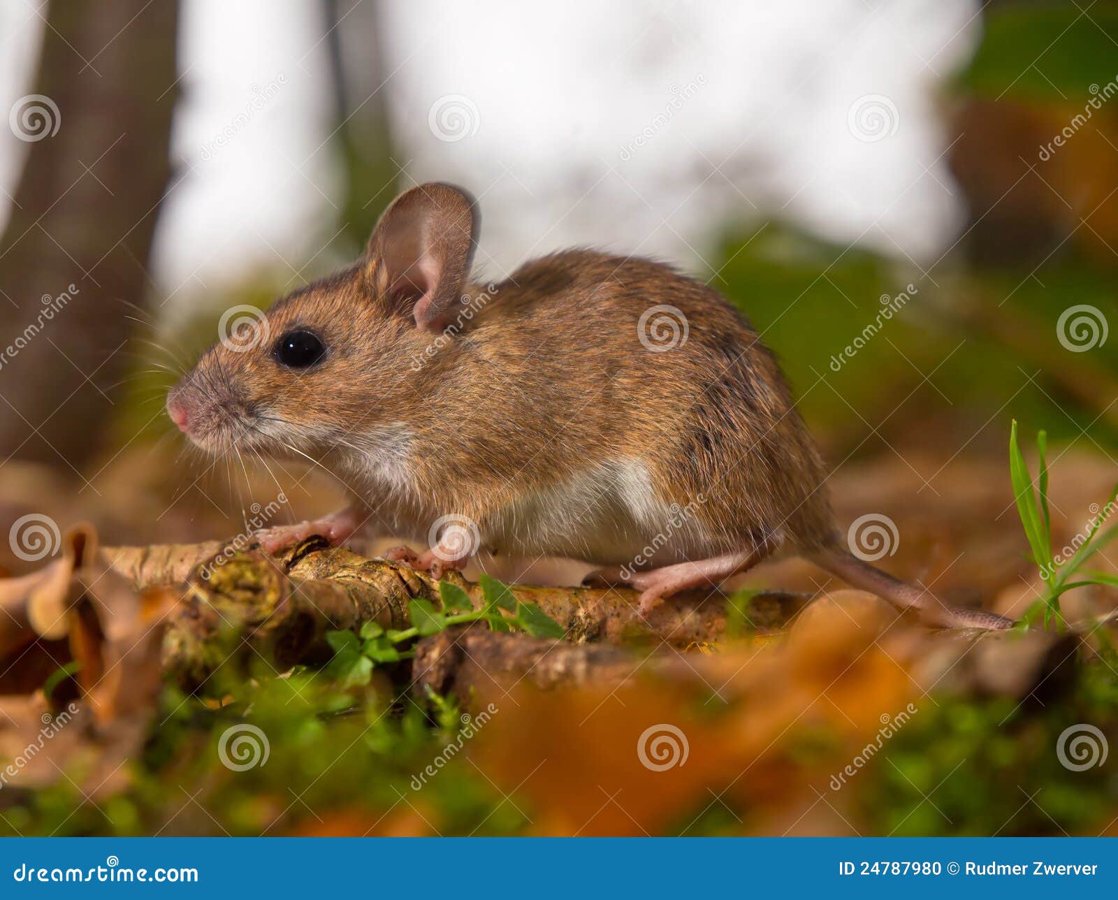Yellow Necked Mouse in Forest Stock Photo - Image of necked, leaf: 24787980