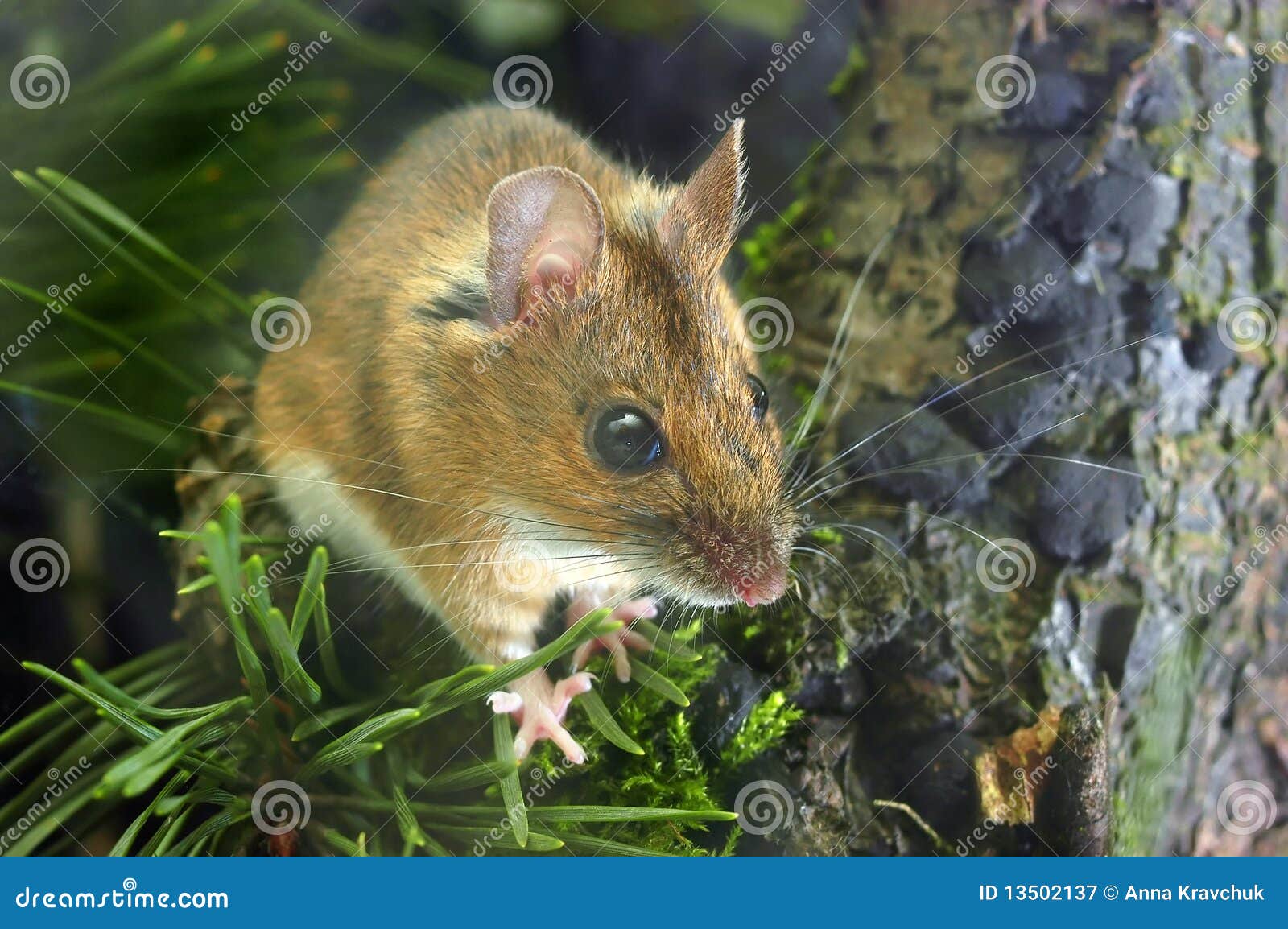 Yellow-necked Wood Mouse stock image. Image of woods - 13502137