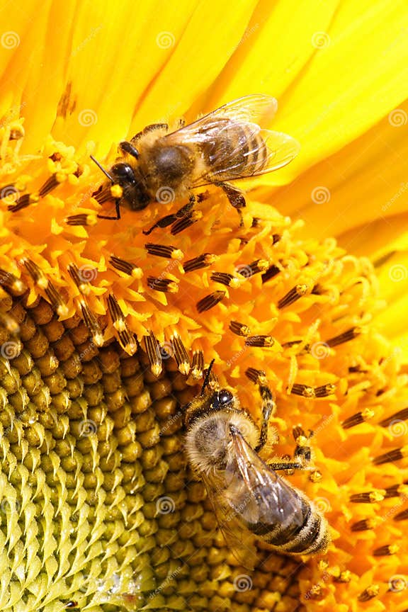 Yellow Nectar stock photo. Image of wasp, close, flora - 687390