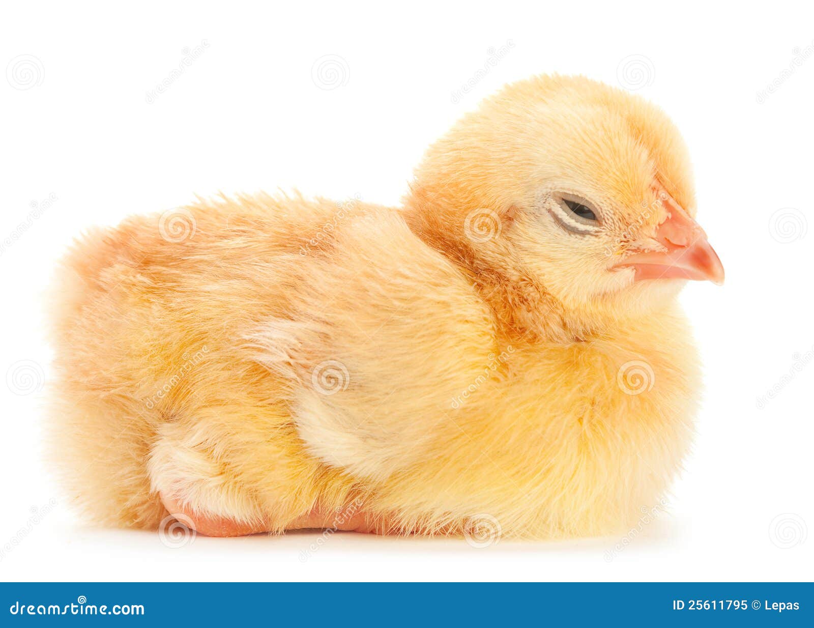 A Newborn Chicken, A Freshly Hatched Chicken, A Raw Chicken Lies In The ...