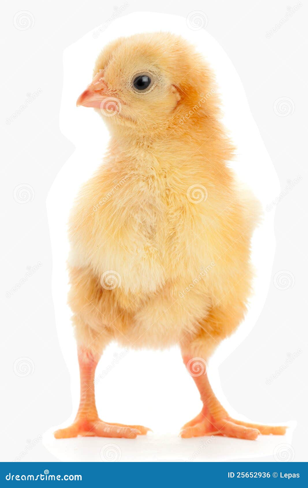 A Newborn Chicken, A Freshly Hatched Chicken, A Raw Chicken Lies In The ...