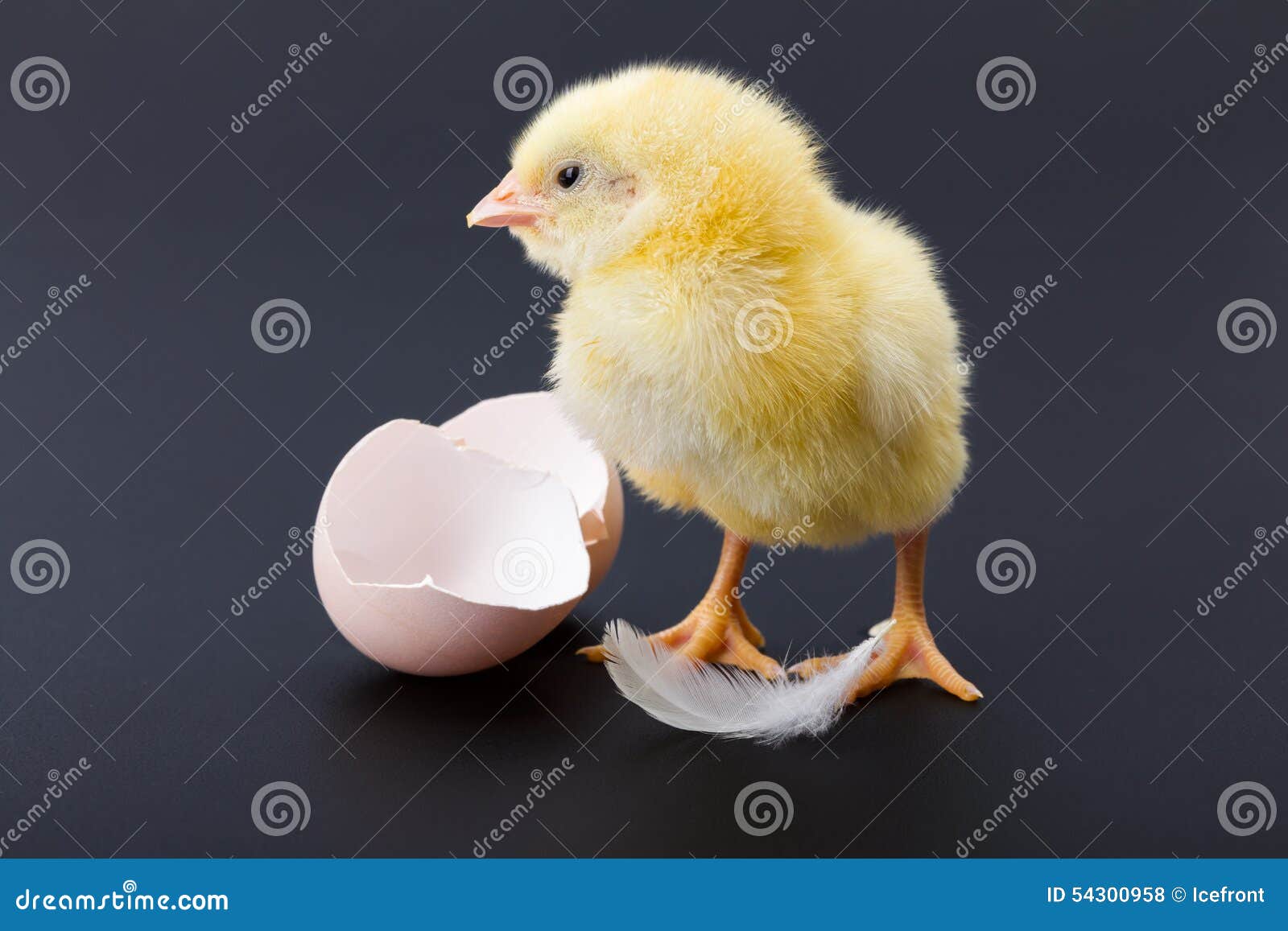 Yellow Newborn Chicken with Feather and Egg Shells Stock Photo - Image ...