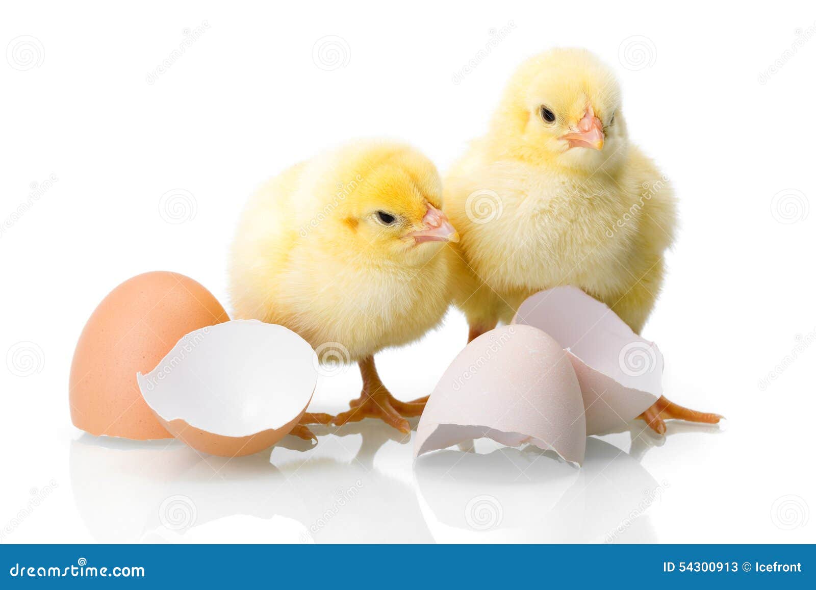 Yellow Newborn Chickens with Egg Shells Stock Image - Image of white ...