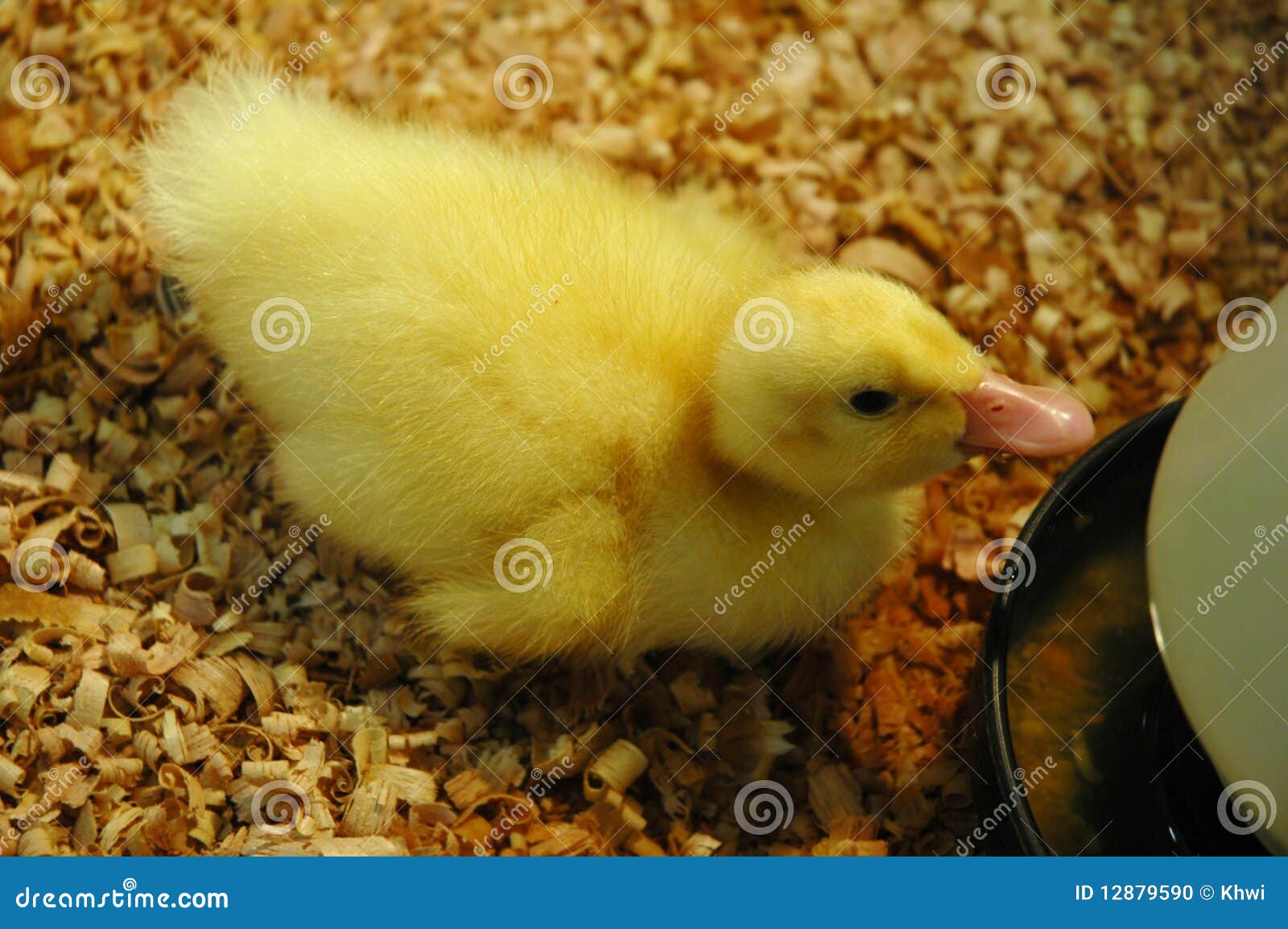 Yellow Newborn Duckling stock photo. Image of yellow - 12879590