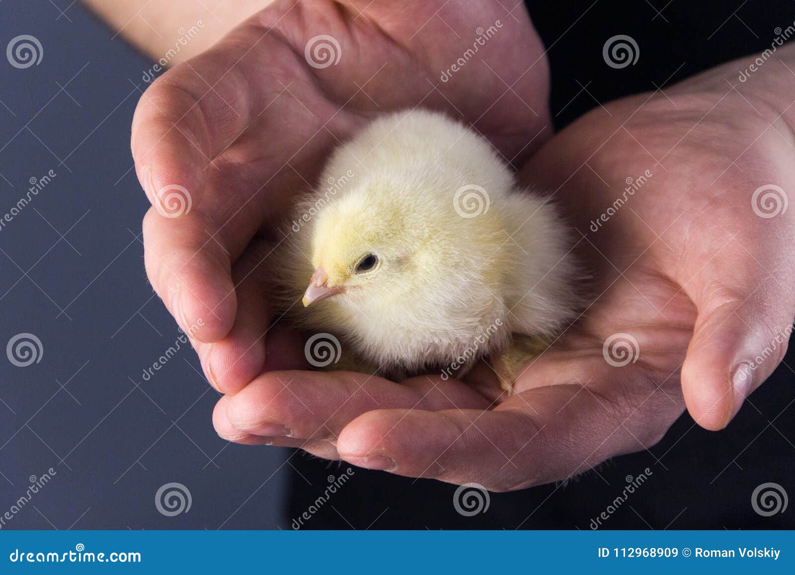 Yellow Newborn Little Chicken in Open Male Palms. Stock Image - Image ... Yellow Newborn Little Chicken in Open Male Palms. Stock Image - Image ...