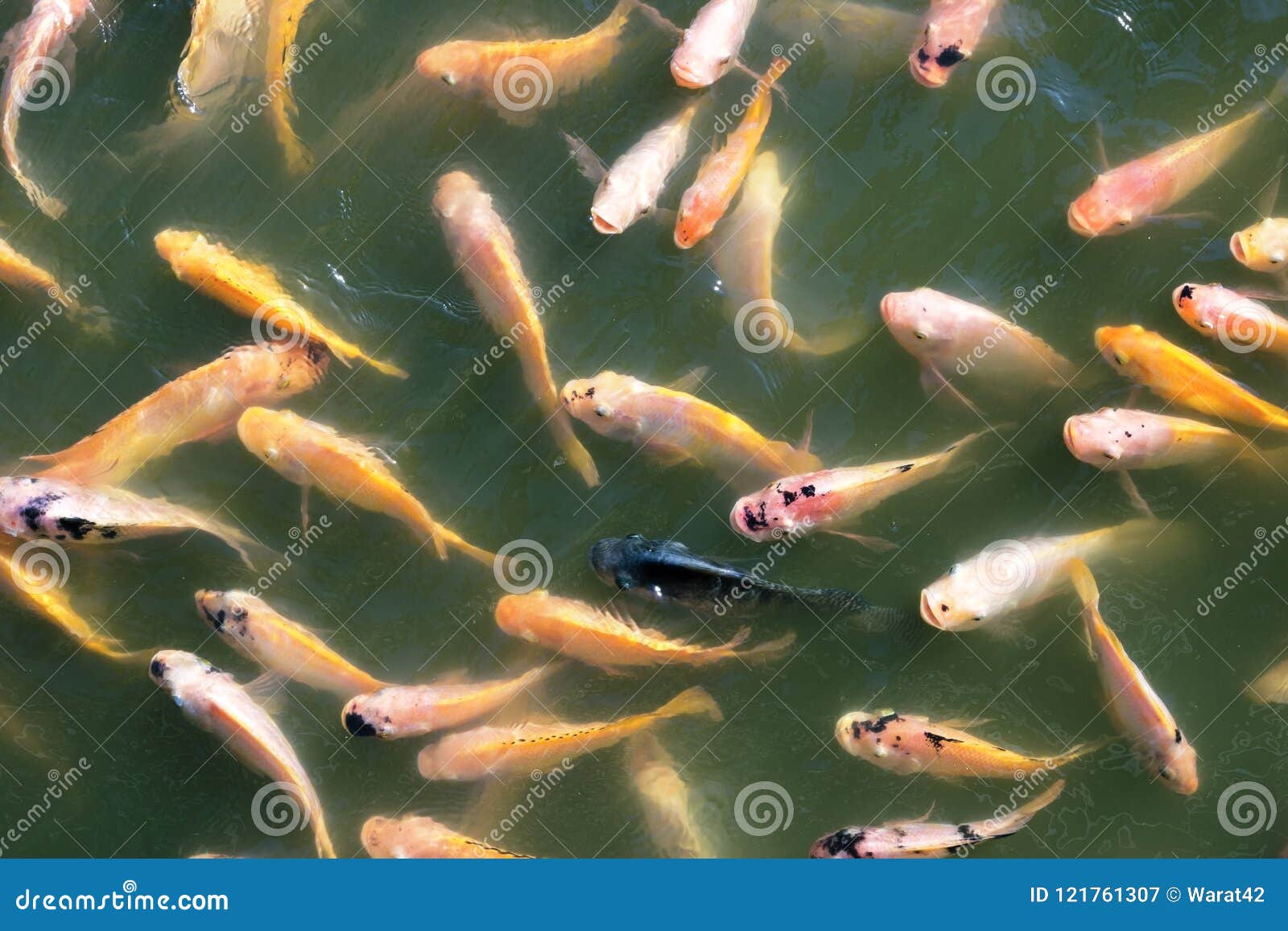 Nile tilapia fish in pond stock image. Image of swim - 121761307