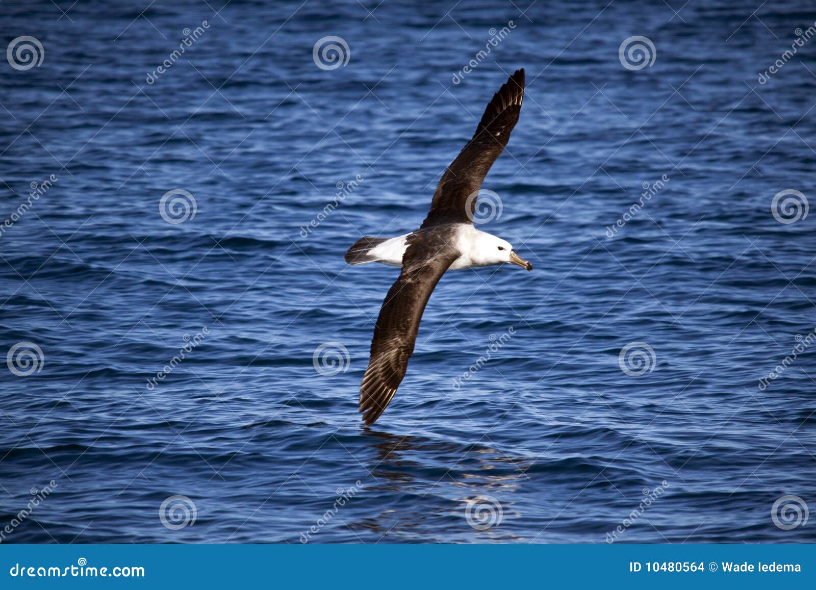Yellow-nosed Albatross in Flight, Soaring Over Sea Stock Photo - Image ...