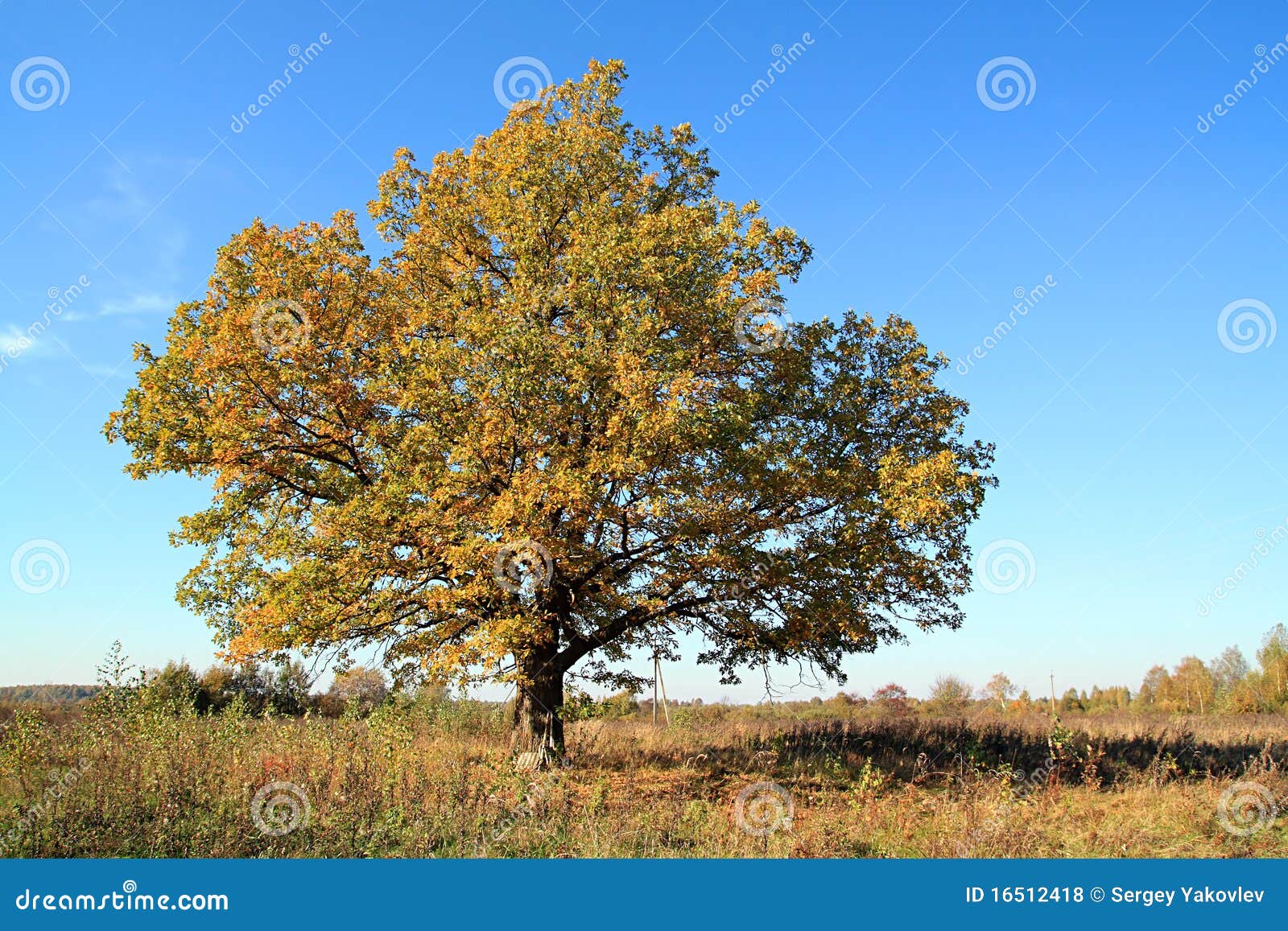 Yellow oak stock photo. Image of outdoors, bush, descriptive - 16512418
