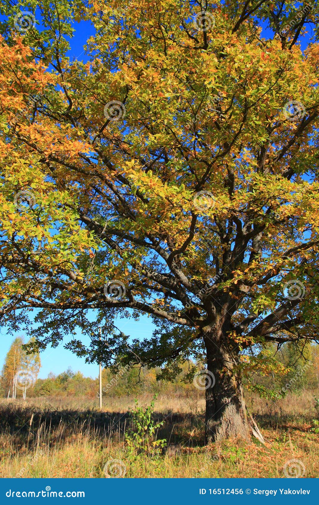 Yellow oak stock photo. Image of gold, orange, deciduous - 16512456