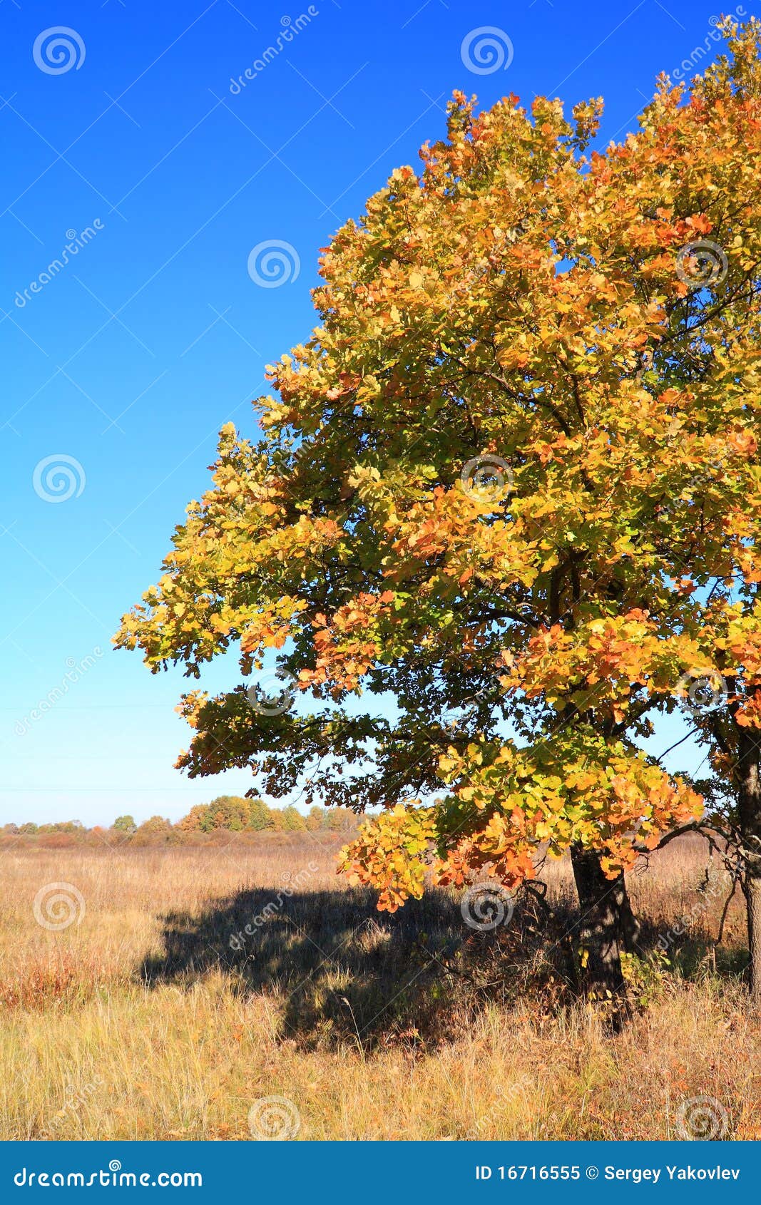 Yellow oak stock image. Image of gold, beautiful, footpath - 16716555
