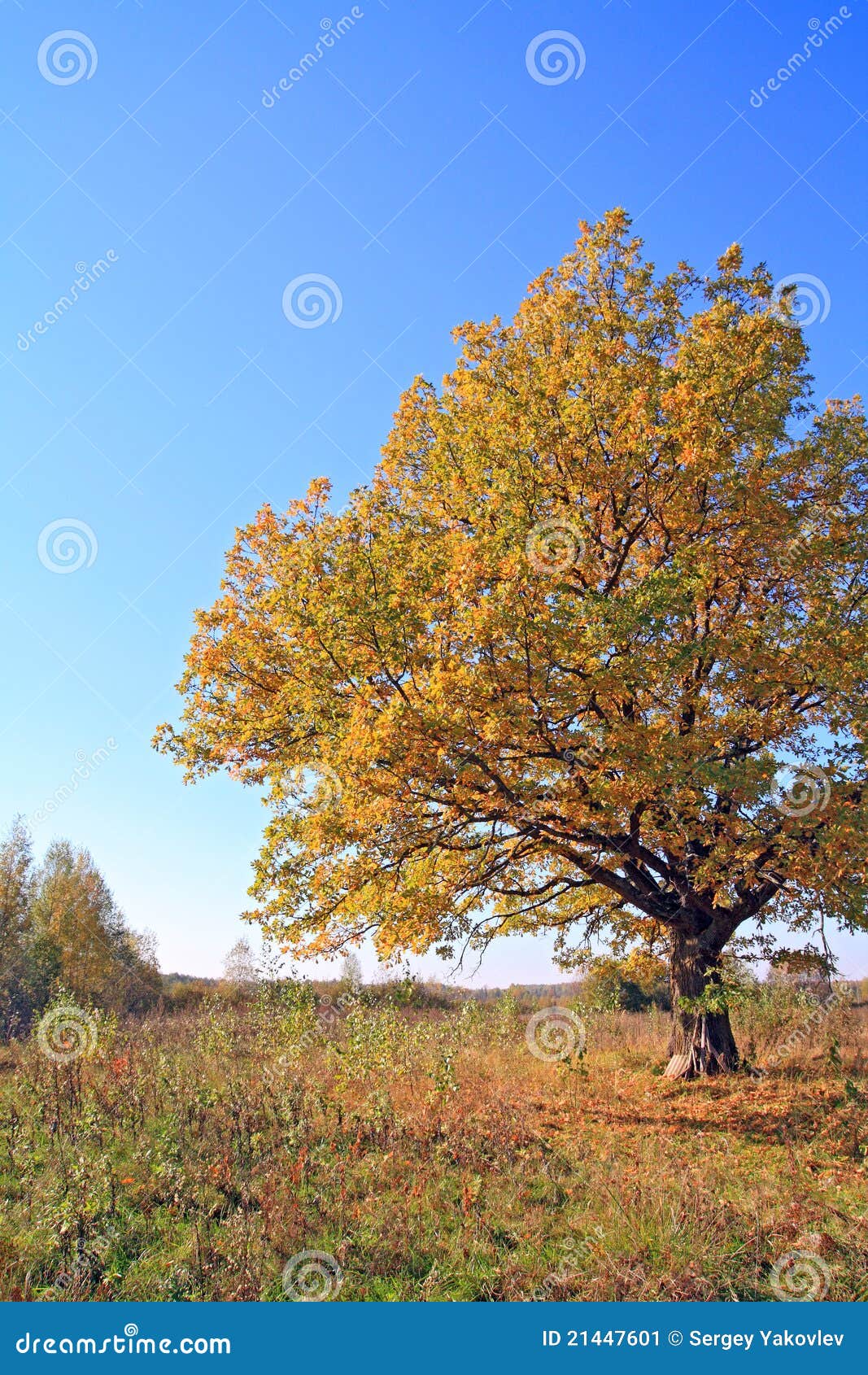 Yellow oak stock image. Image of autumn, bright, road - 21447601