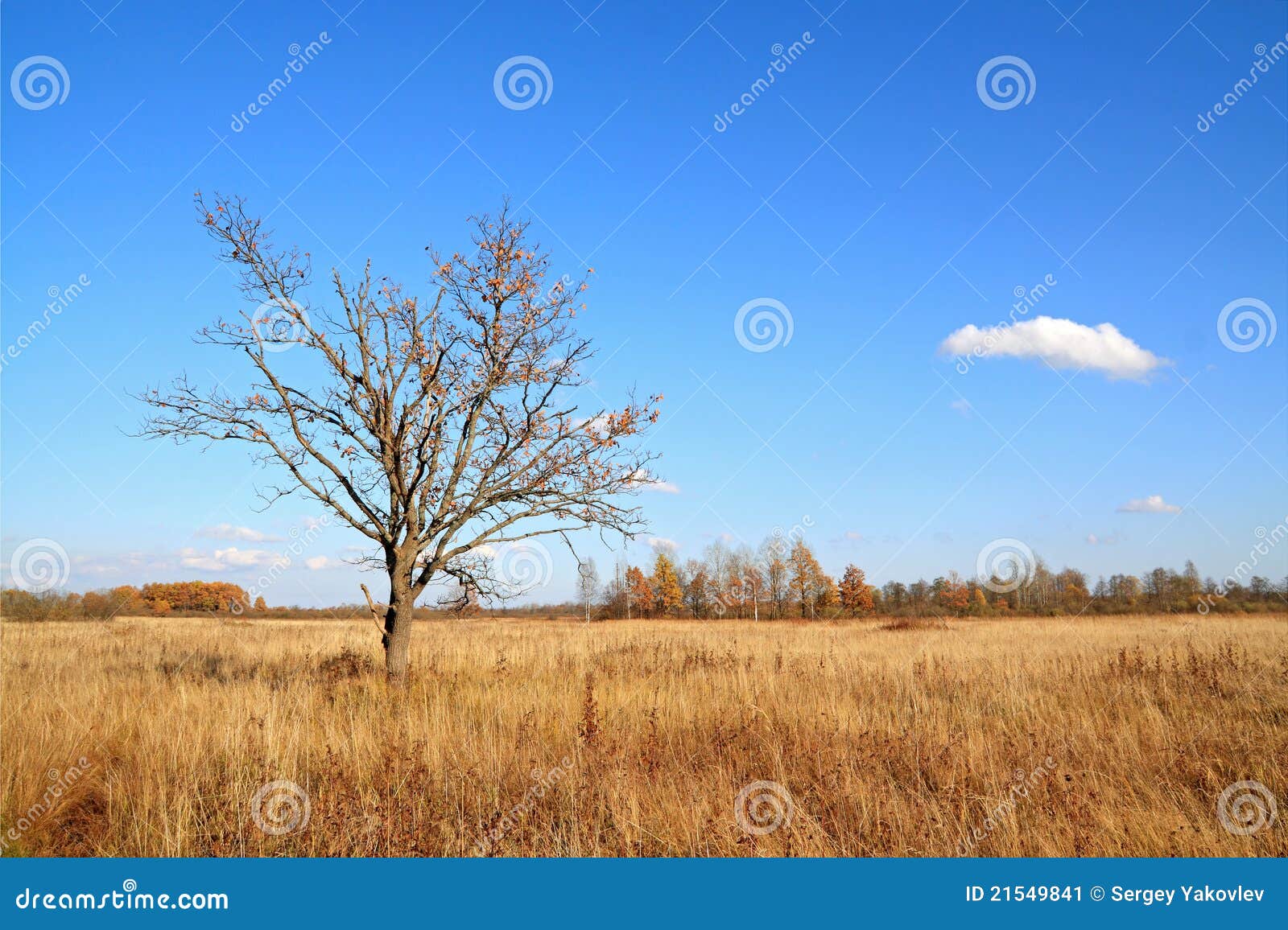 Yellow oak stock image. Image of outdoors, bush, leaf - 21549841