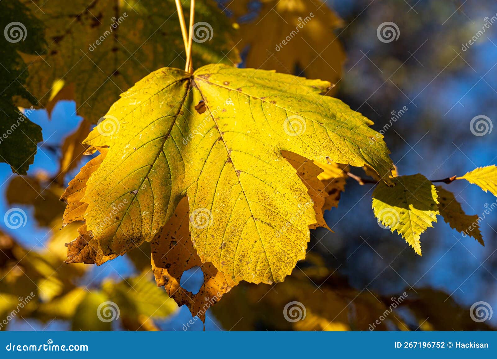 Yellow Oak Leaf on a Big Oak Tree Stock Photo - Image of spotted, toxin ...