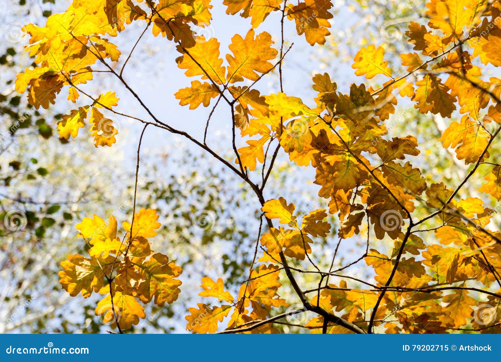 Yellow Oak Leaves stock image. Image of bright, sunlight - 79202715