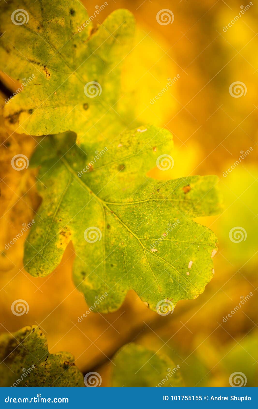 Yellow Oak Leaves in the Fall Stock Image - Image of bright, botany ...