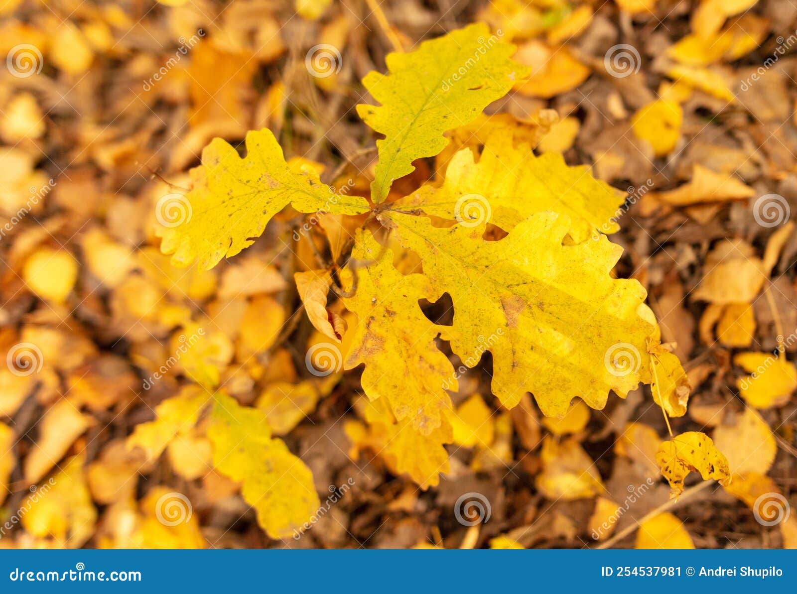 Yellow Oak Leaves in the Forest in Autumn. Stock Image - Image of ...