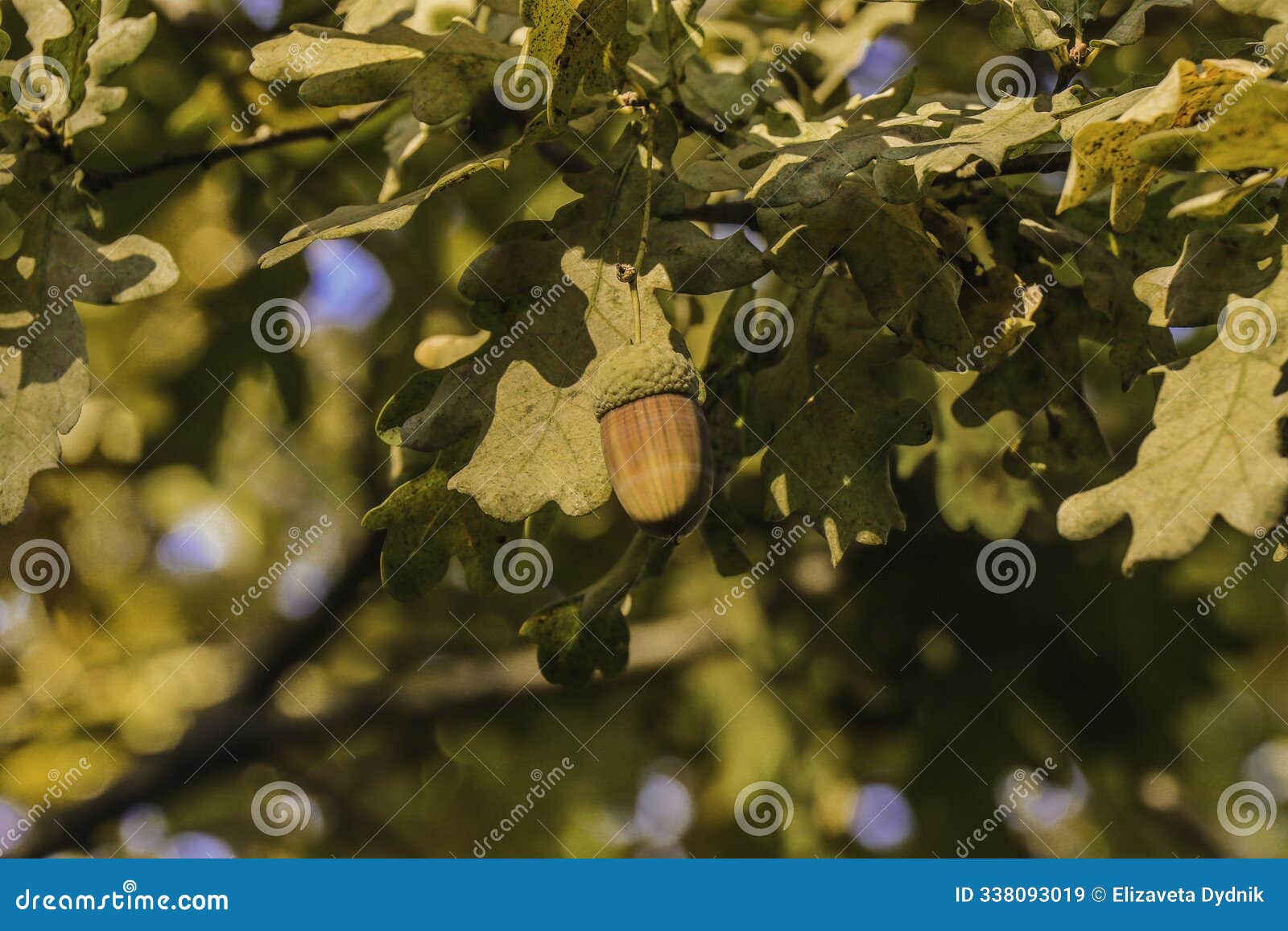 Yellow Oak in the Park. Small Acorns on a Large Tree with Yellowed ...