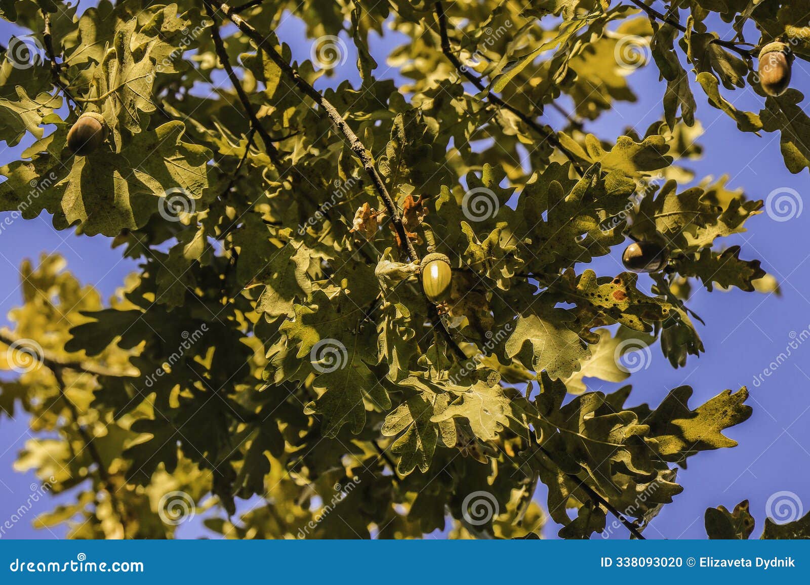 Yellow Oak in the Park. Small Acorns on a Large Tree with Yellowed ...