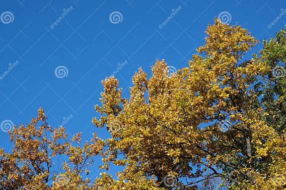 Yellow Oak Tree Canopy in Autumn Stock Image - Image of leaf, northern ...