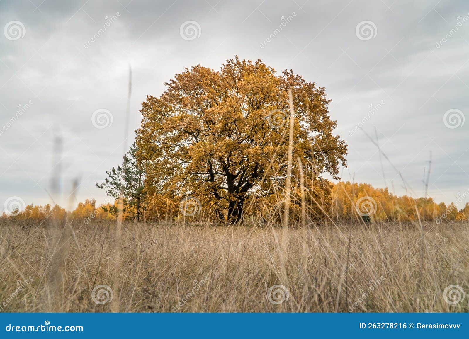 Yellow Oak Tree in a Feild in the Fall Stock Photo - Image of scenic ...