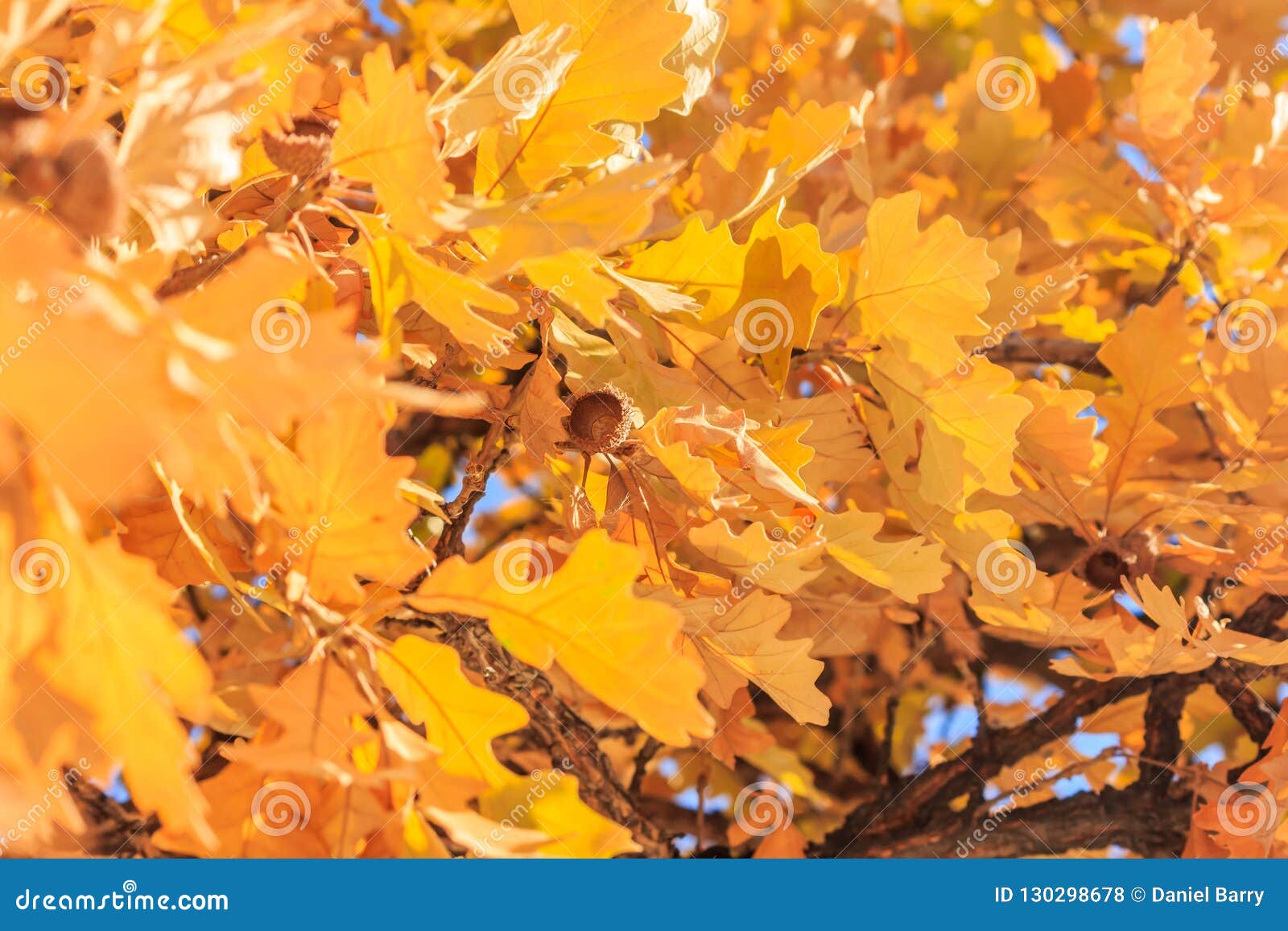 Acorn Caps with Yellow Oak Tree Leaves Stock Photo - Image of ...