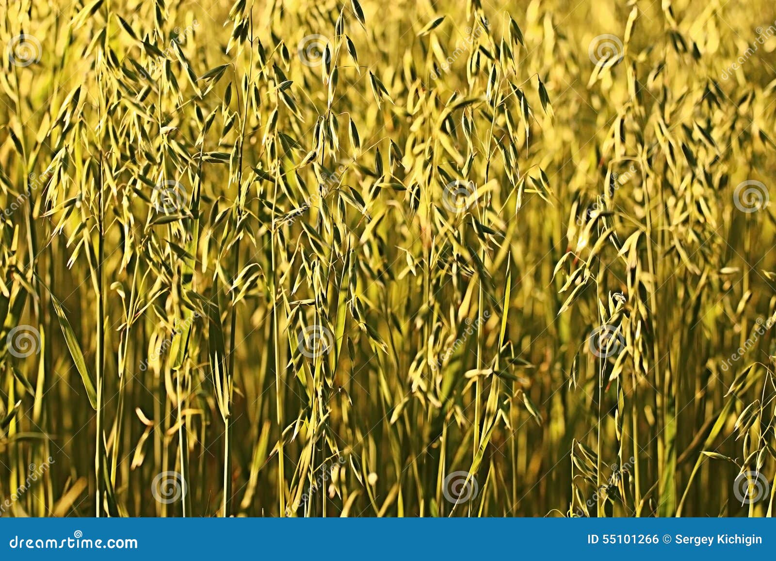 Yellow oats at sunset stock photo. Image of grass, nature - 55101266