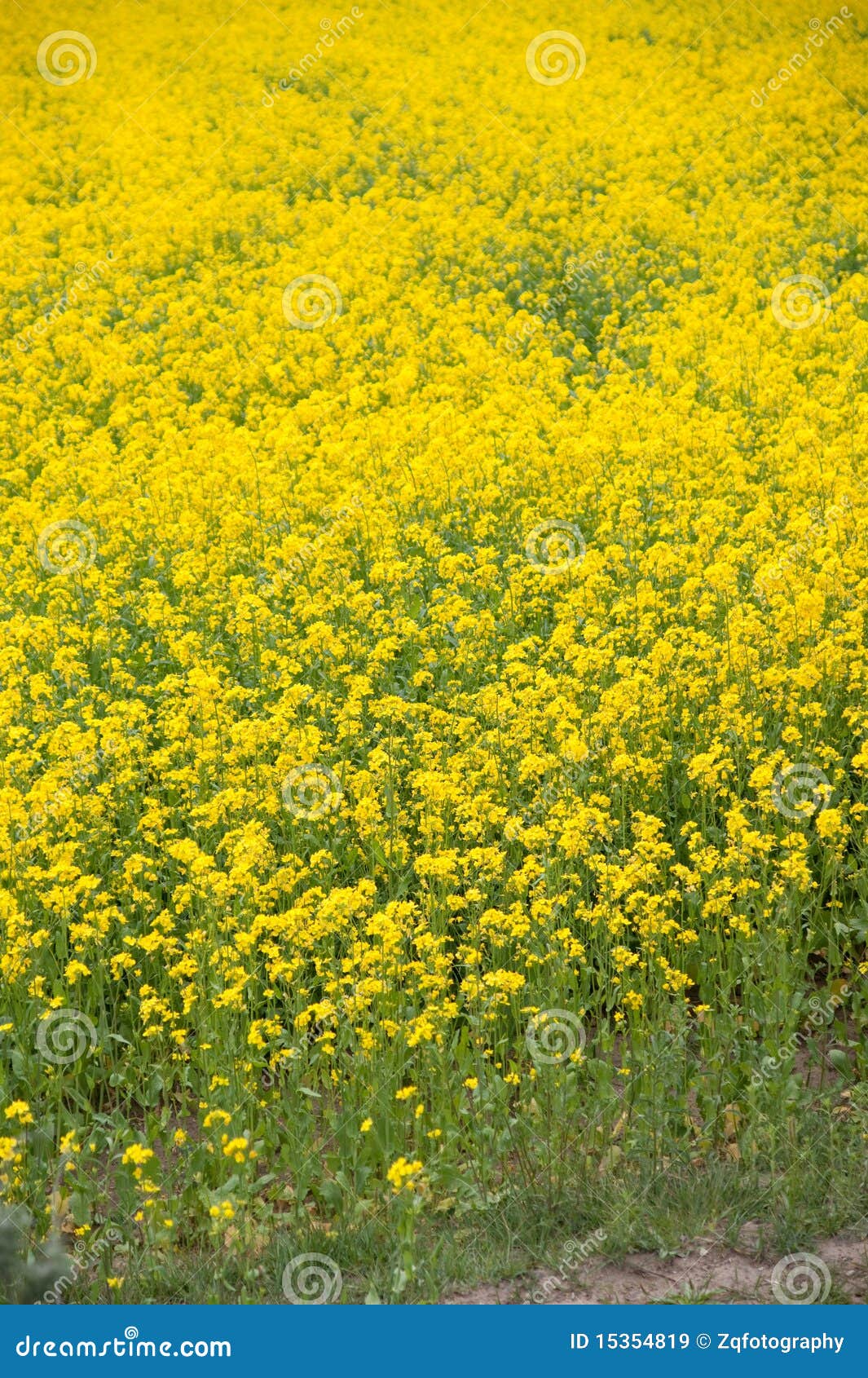 Yellow oil flower stock image. Image of grass, land, countryside - 15354819
