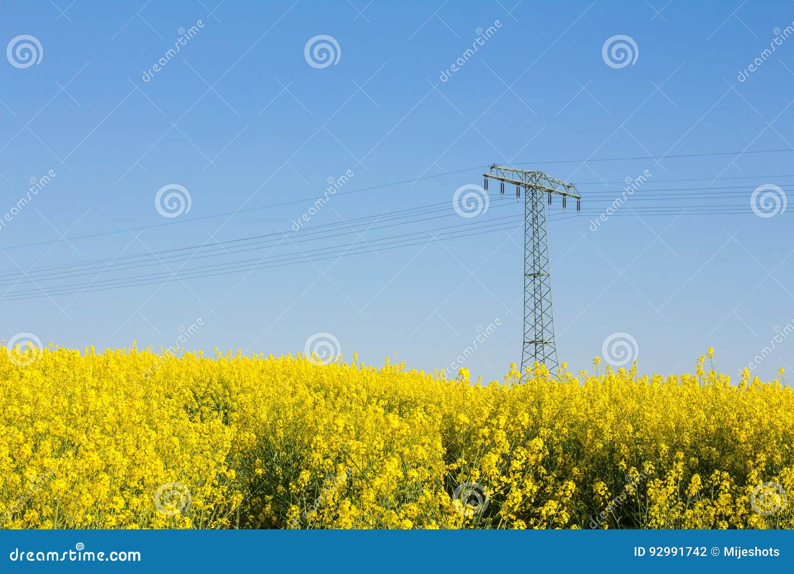 Yellow Oilseed Field with Pylon in the Background Stock Photo - Image ...
