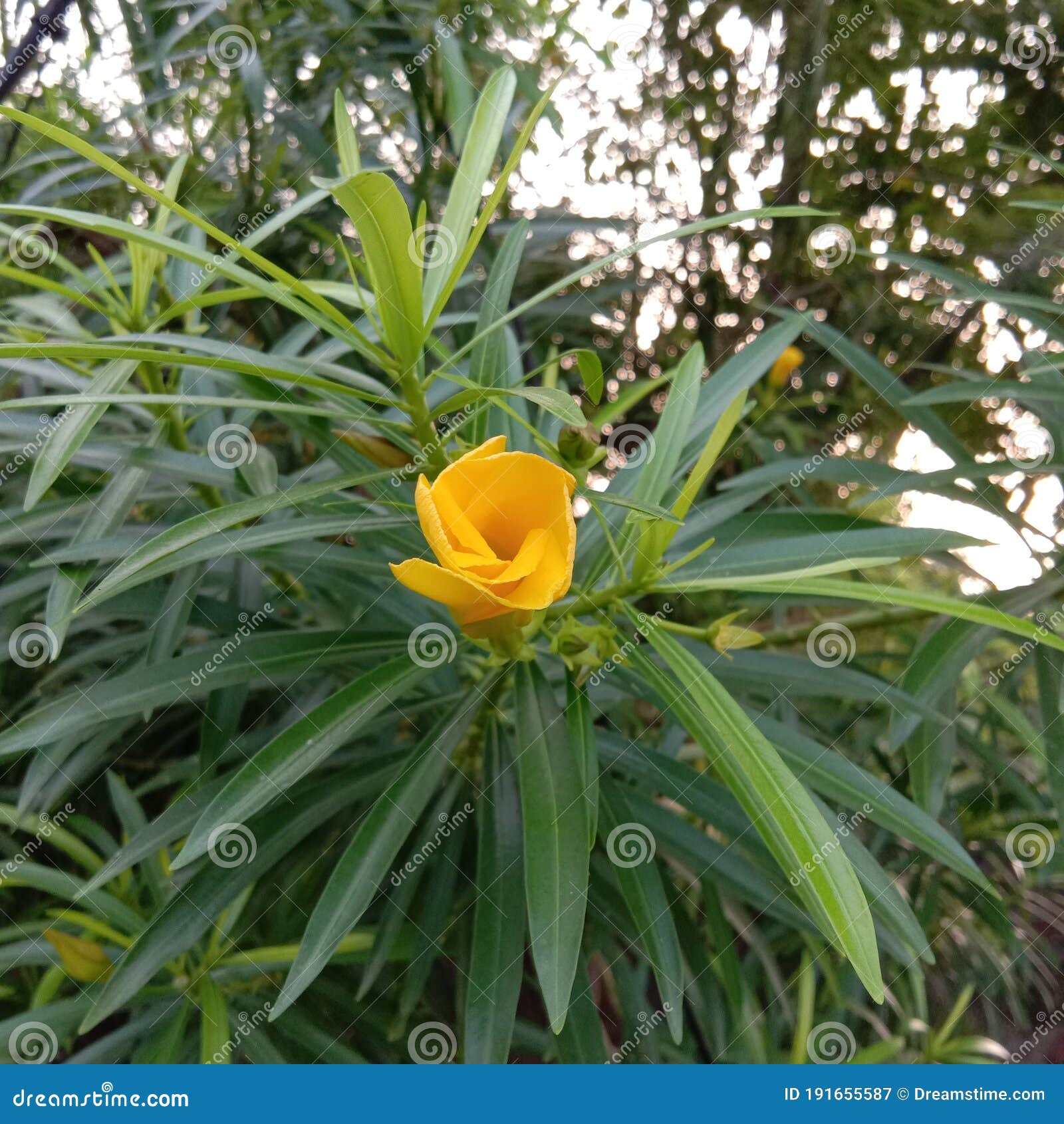 Yellow Oleander Bunch of Flower Stock Image - Image of park, flower ...