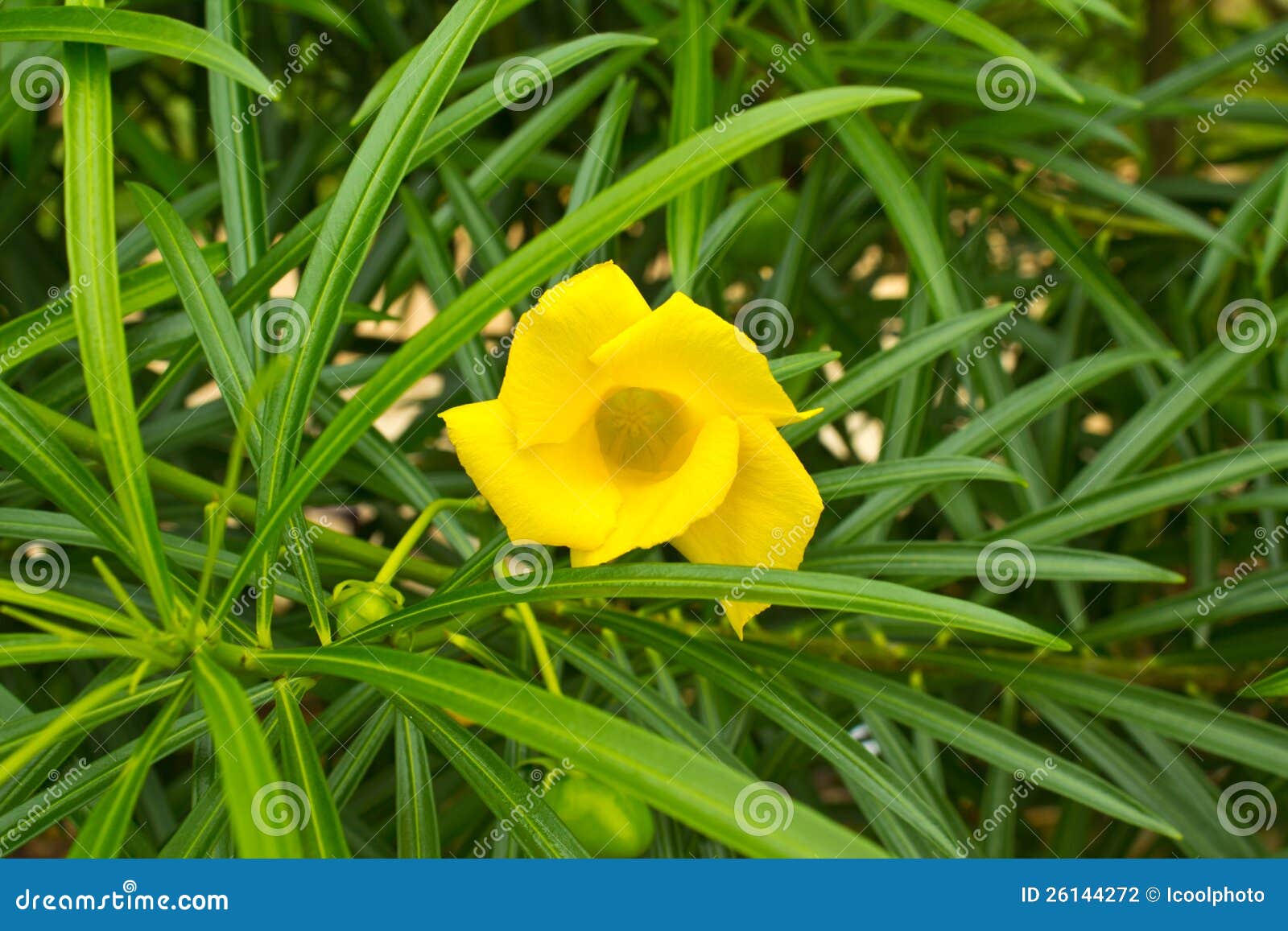 Yellow oleander Flower stock photo. Image of peruviana - 26144272