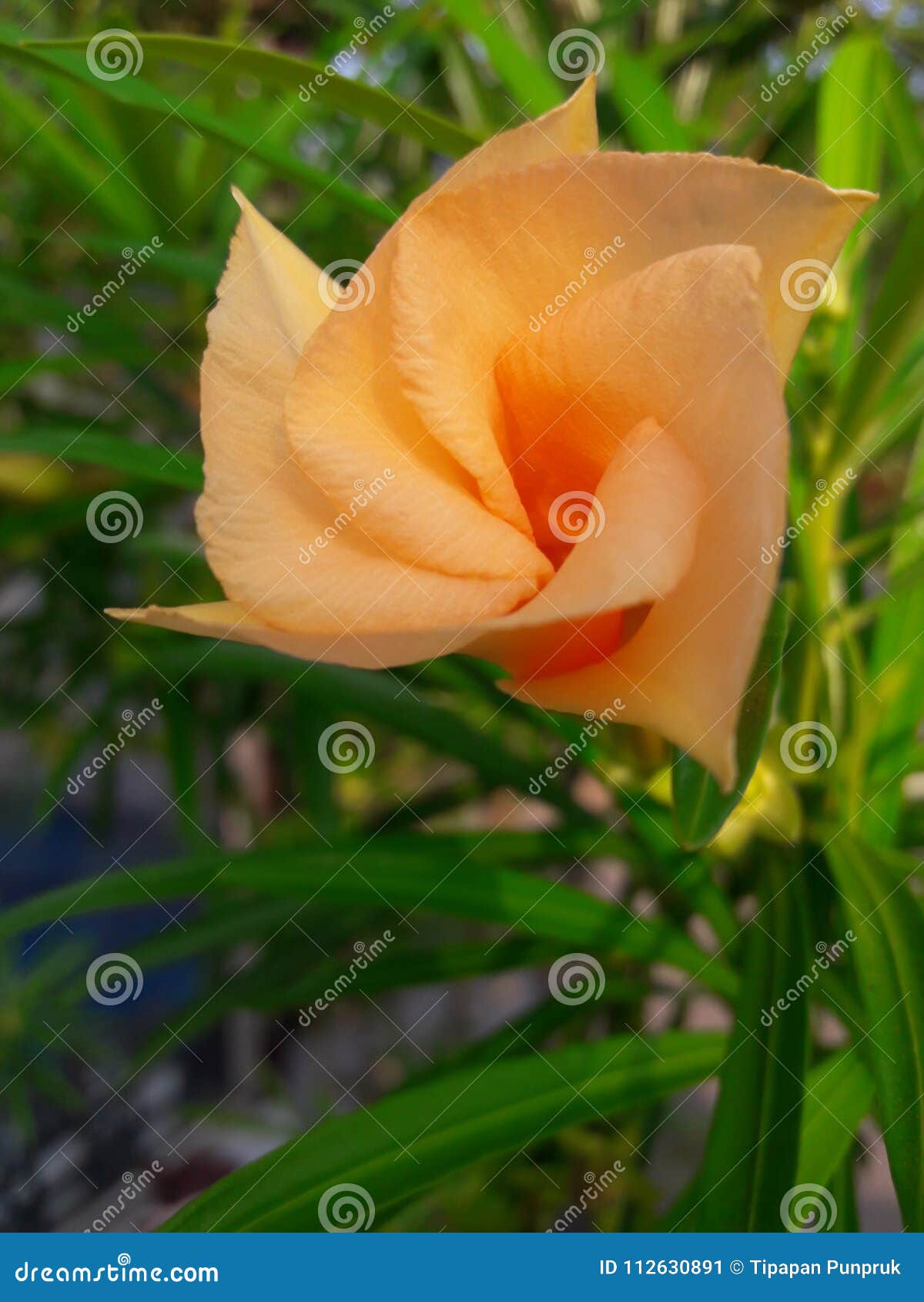 Orange Yellow Oleander stock image. Image of lovely - 112630891