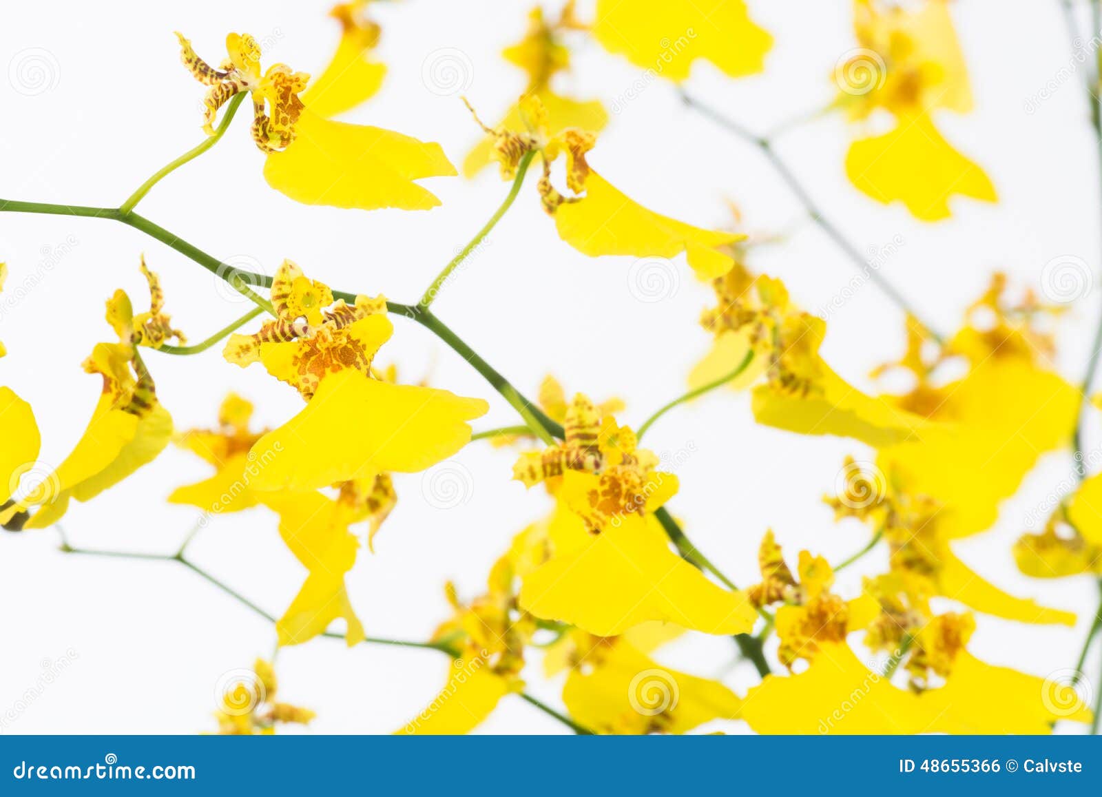 Yellow Oncidium Dancing Lady Orchids Stock Photo - Image of green ...