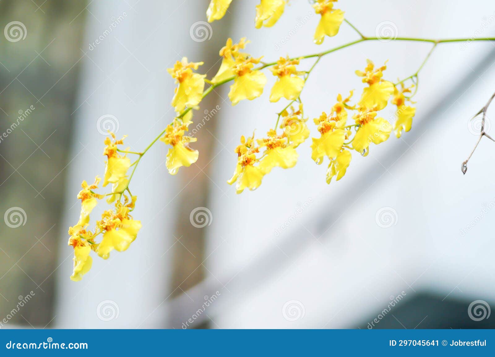 Yellow Oncidium Orchid or Yellow Orchid Flower ,orchid Stock Image ...