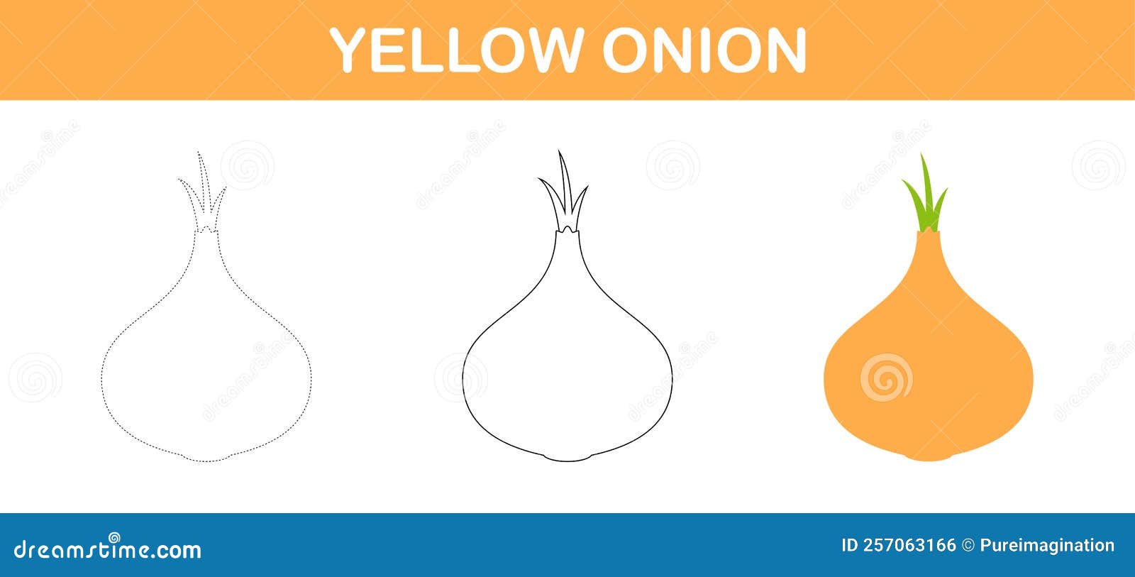 Yellow Onion Tracing and Coloring Worksheet for Kids Stock Vector ...