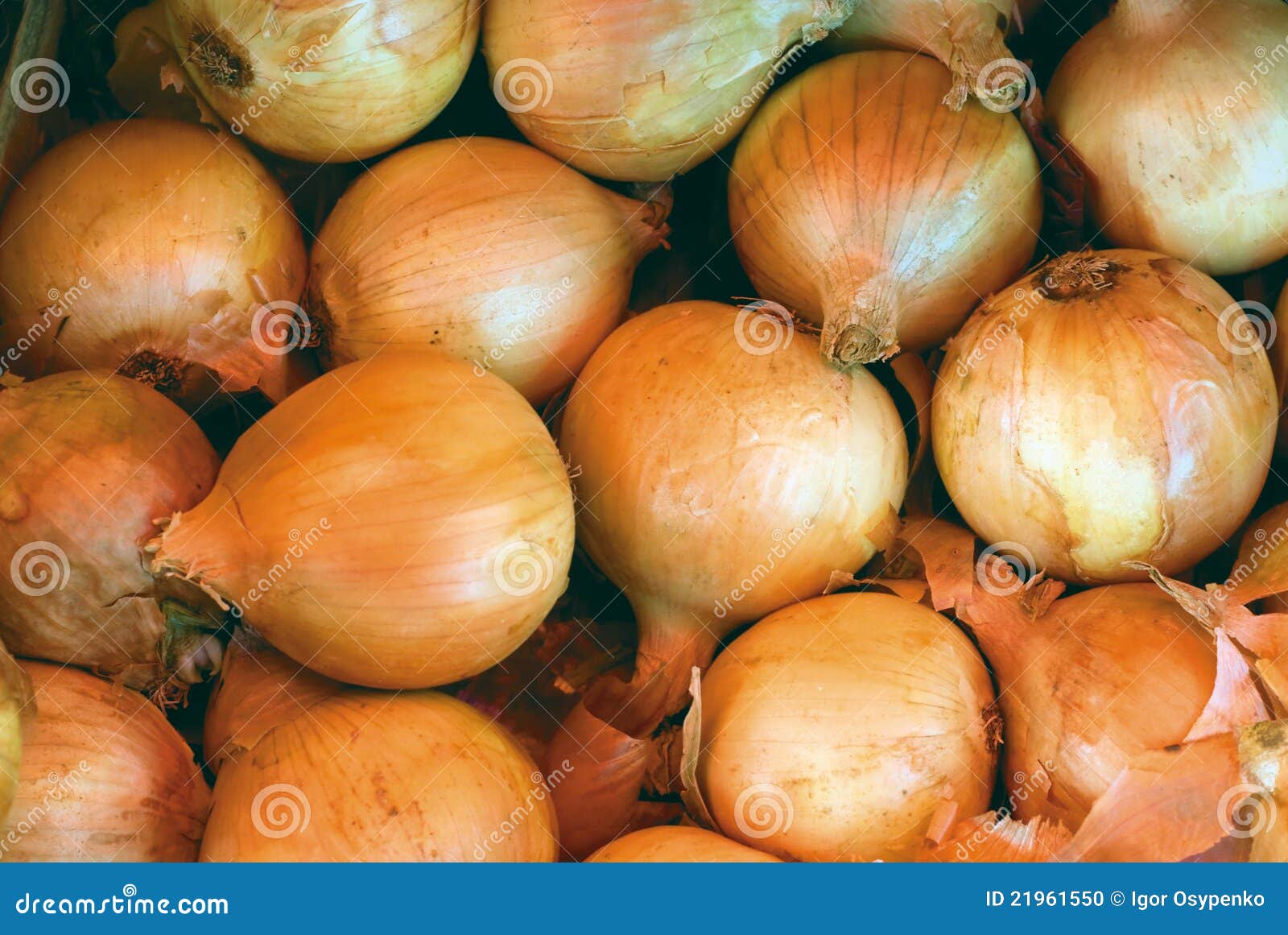 Yellow Onions stock photo. Image of color, ingredient - 21961550