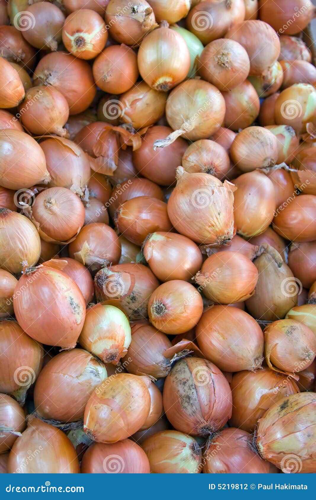 Yellow onions stock photo. Image of nutritious, food, harvest - 5219812