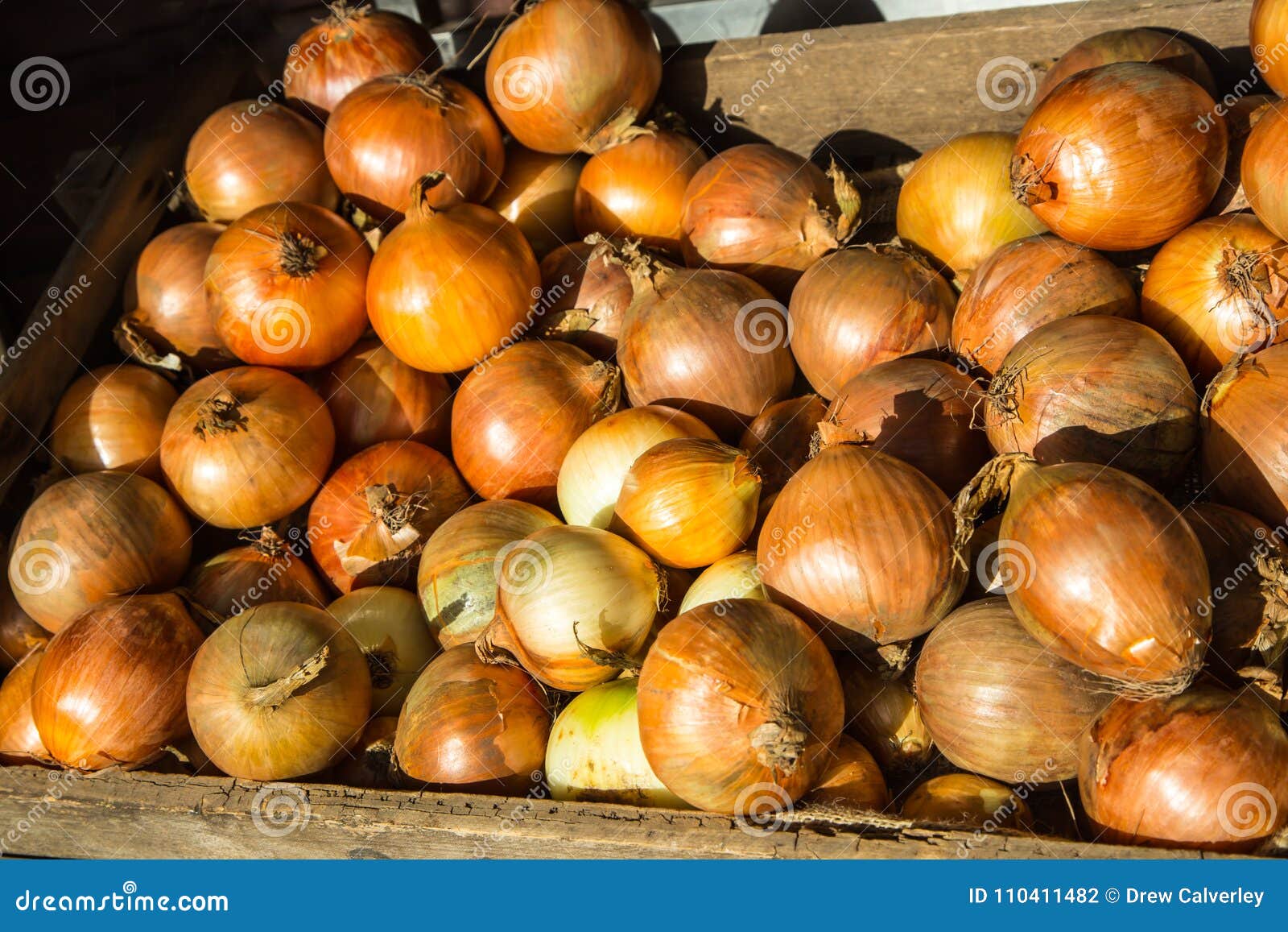 A box of onions stock photo. Image of fresh, diet, natural - 110411482