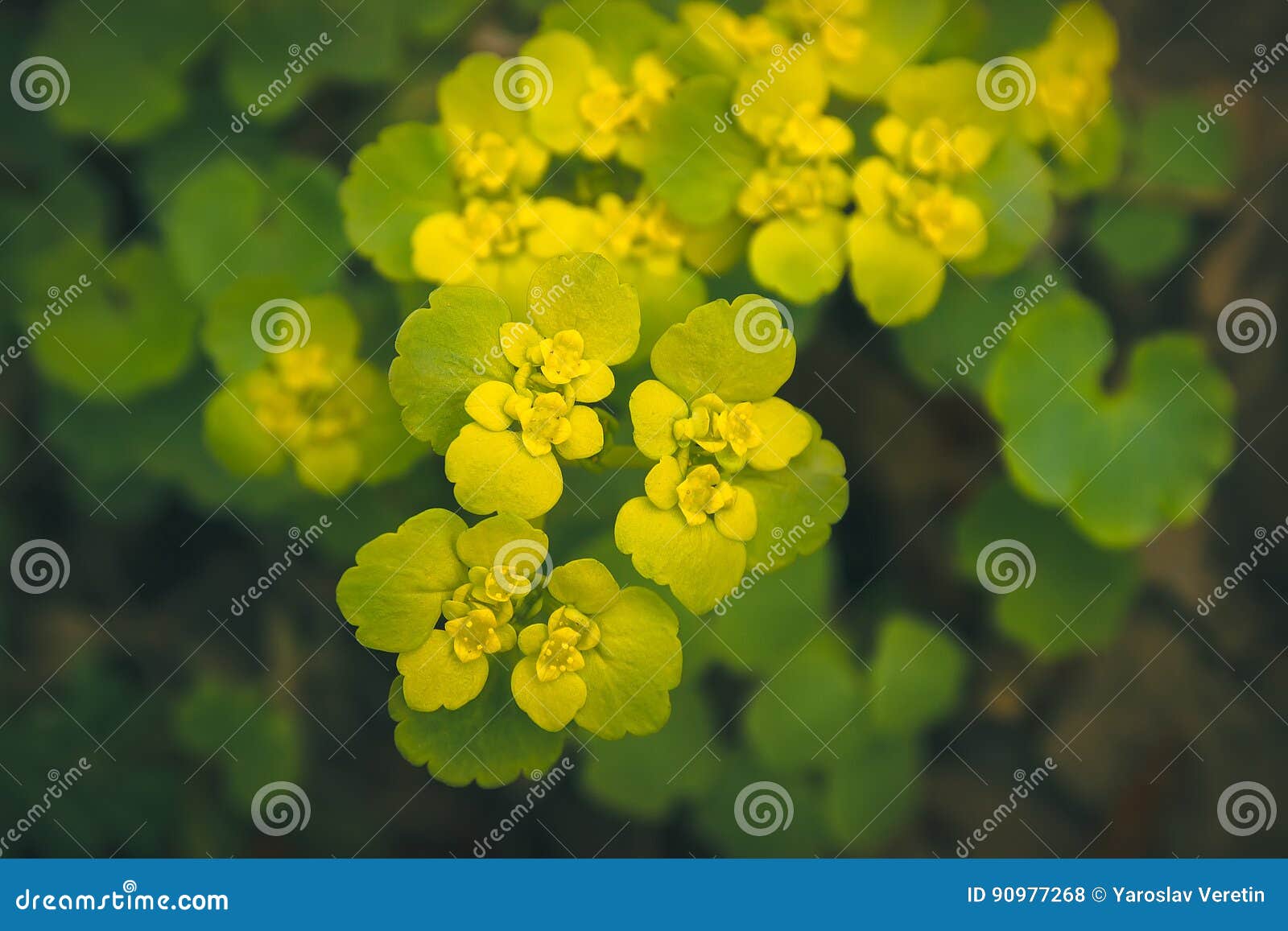 Yellow Opposite Leaved Golden Saxifrage Stock Photo - Image of ...