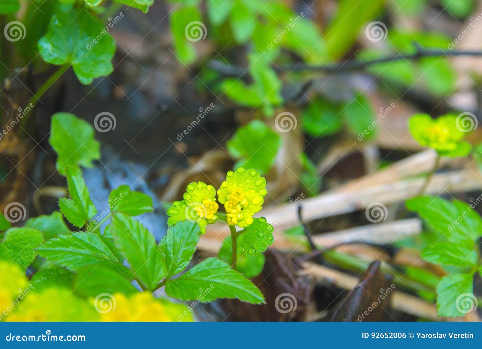 Yellow Opposite Leaved Golden Saxifrage Stock Photo - Image of small ...