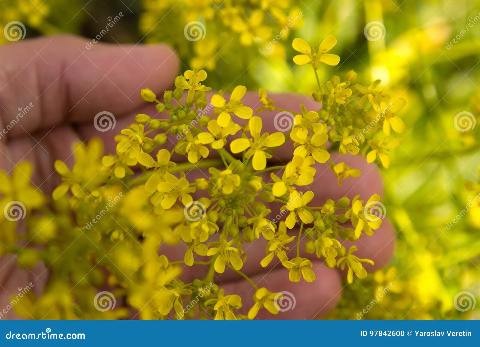 Yellow Opposite Leaved Golden Saxifrage Stock Photo - Image of foliage ...