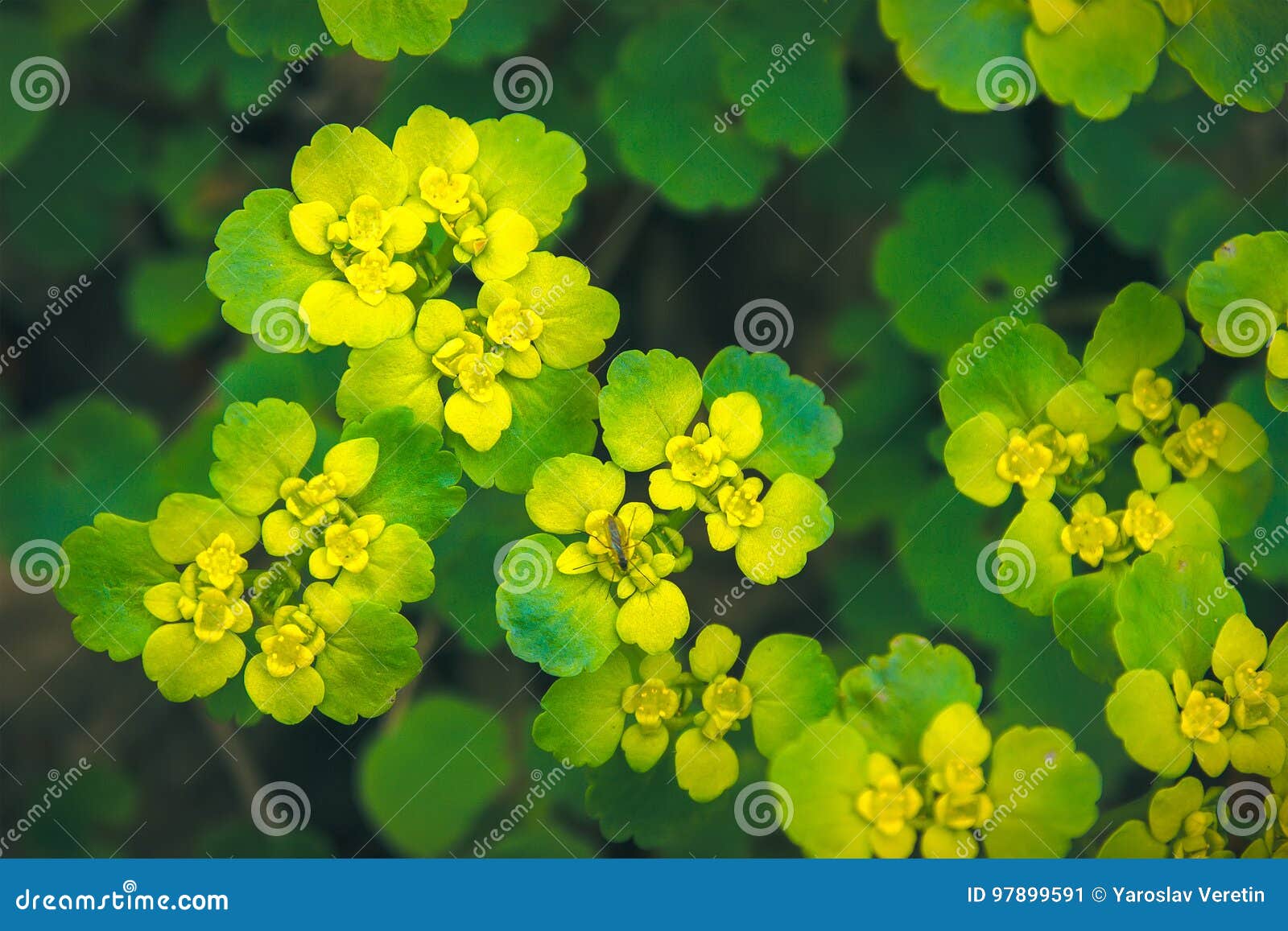 Yellow Opposite Leaved Golden Saxifrage Stock Image - Image of black ...