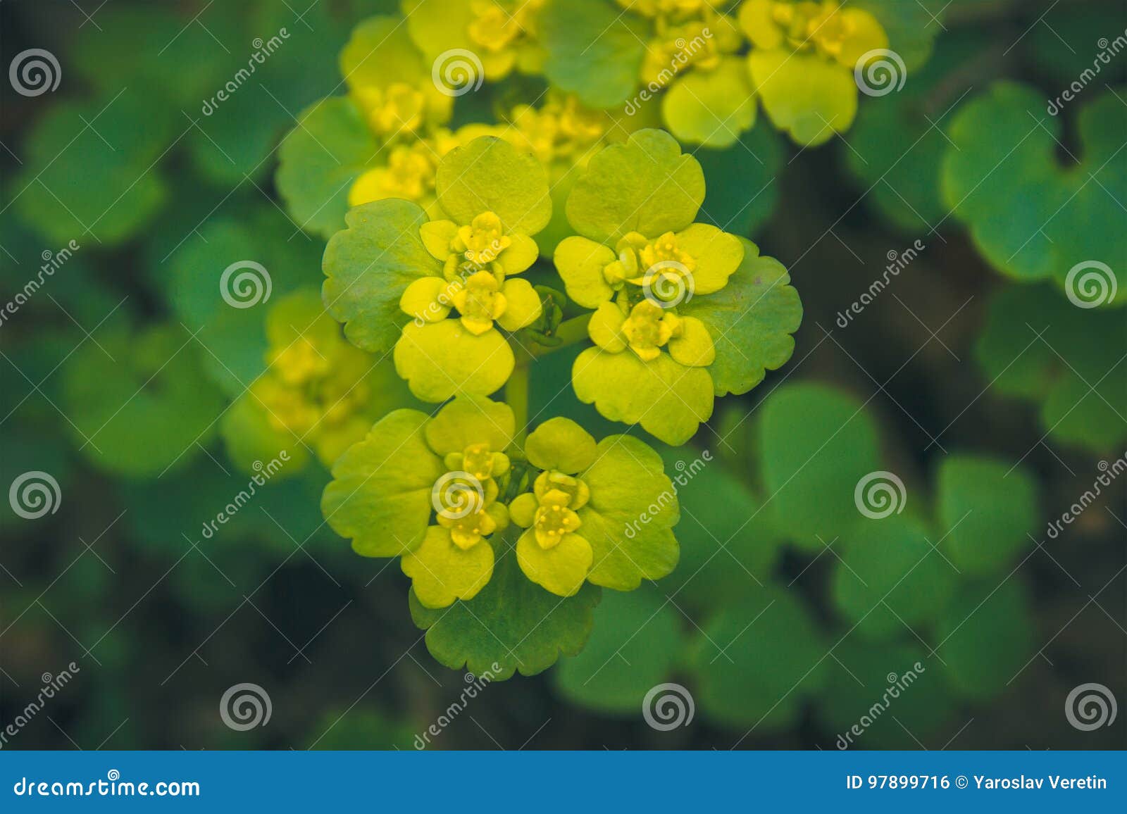 Yellow Opposite Leaved Golden Saxifrage Stock Photo - Image of nature ...